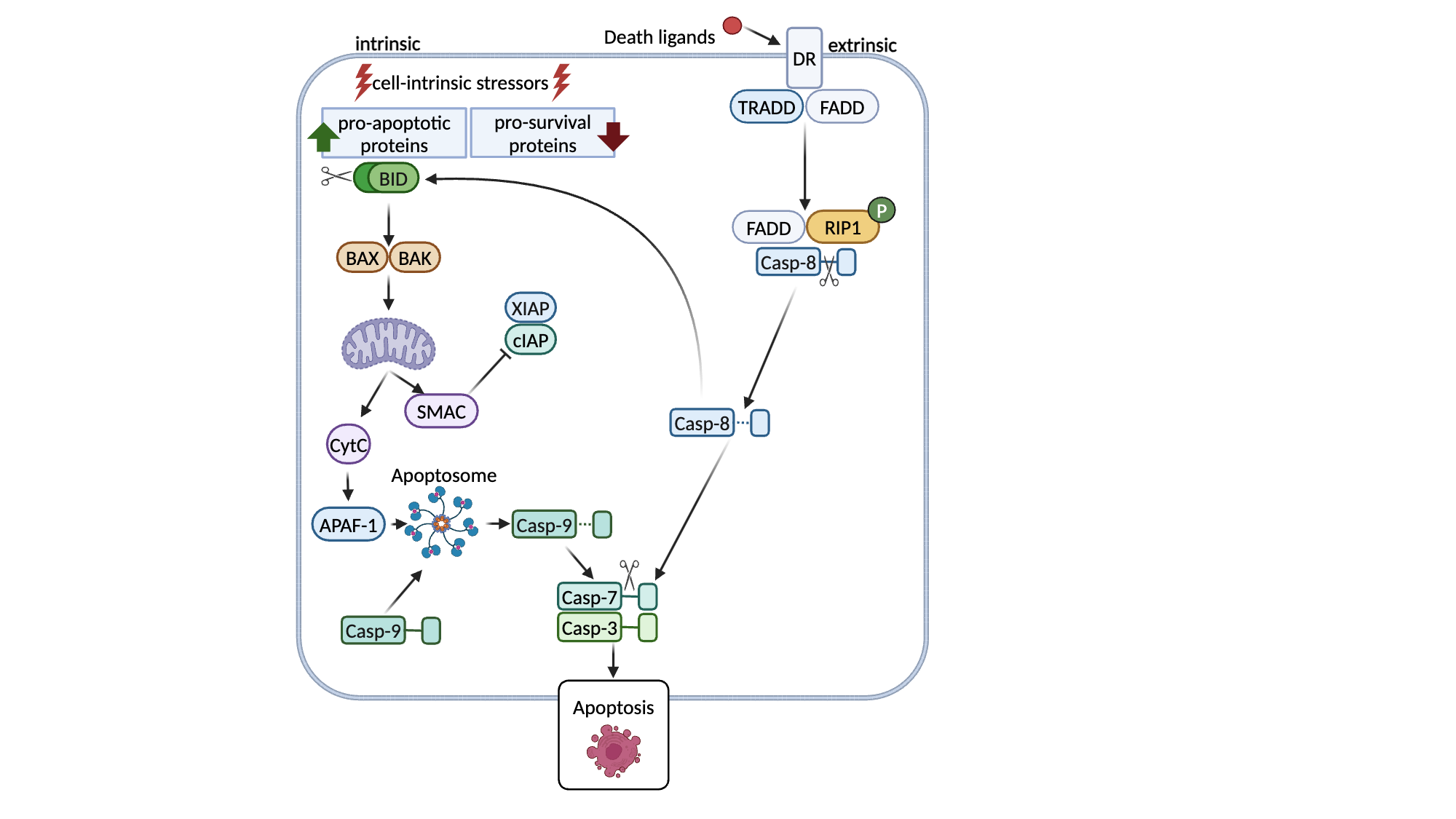 Apoptotic cell death in mouse macrophages | BioRender Science Templates