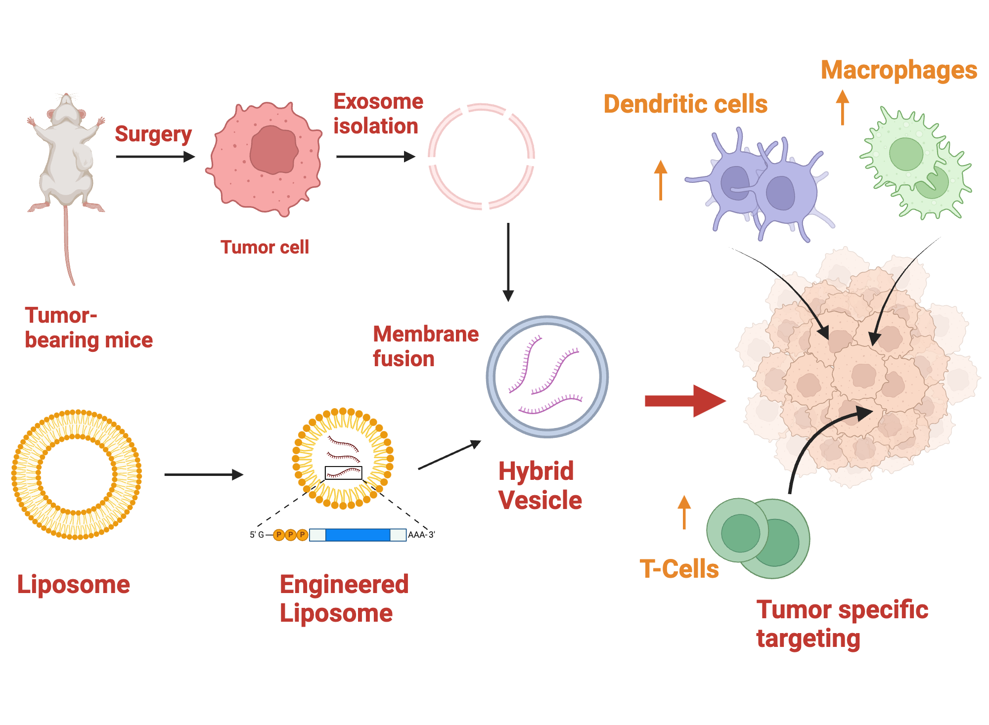 Hybrid exosome loaded with anticancer drug for cancer targeting ...