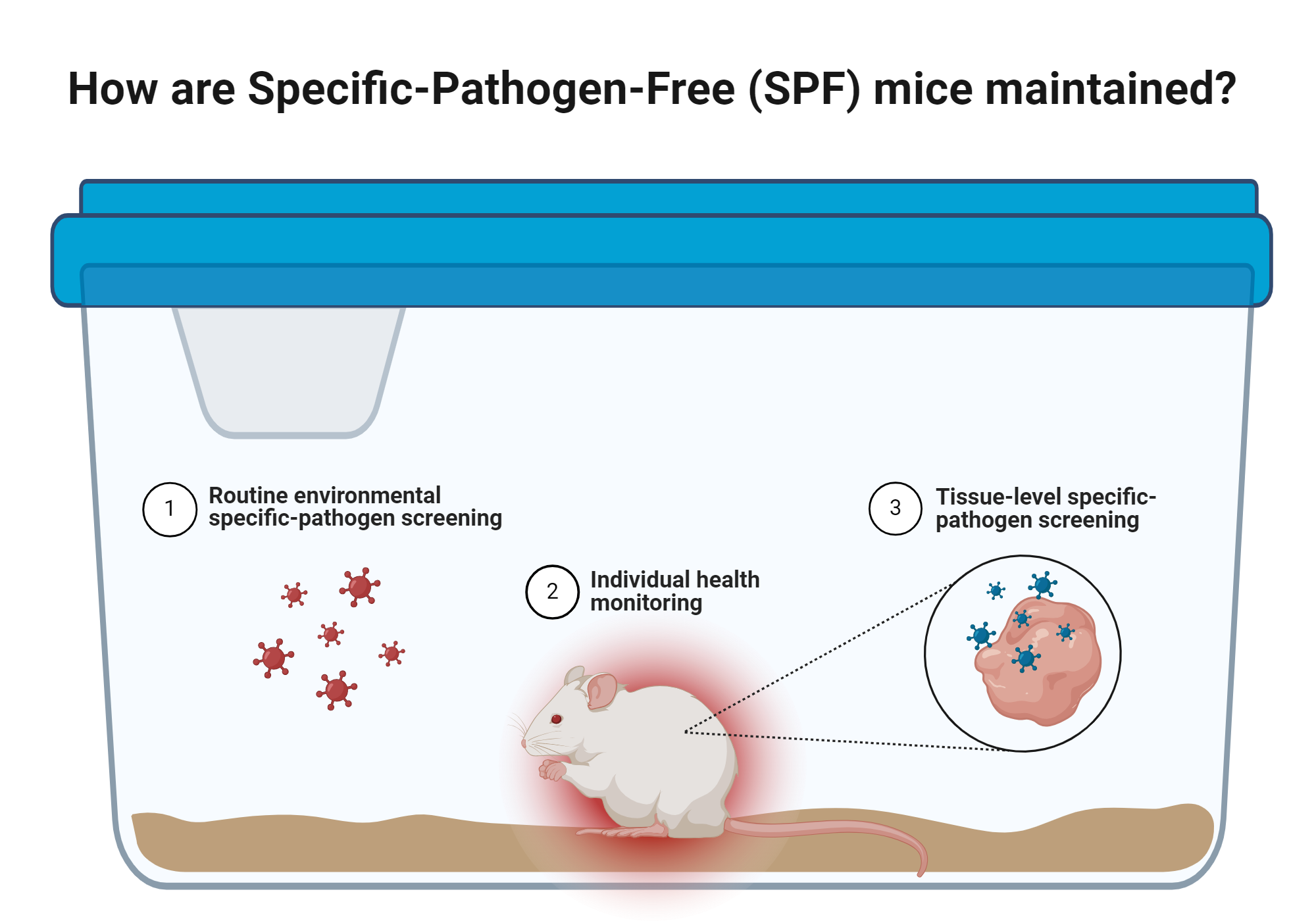 Specific-Pathogen-Free (SPF) mice | BioRender Science Templates