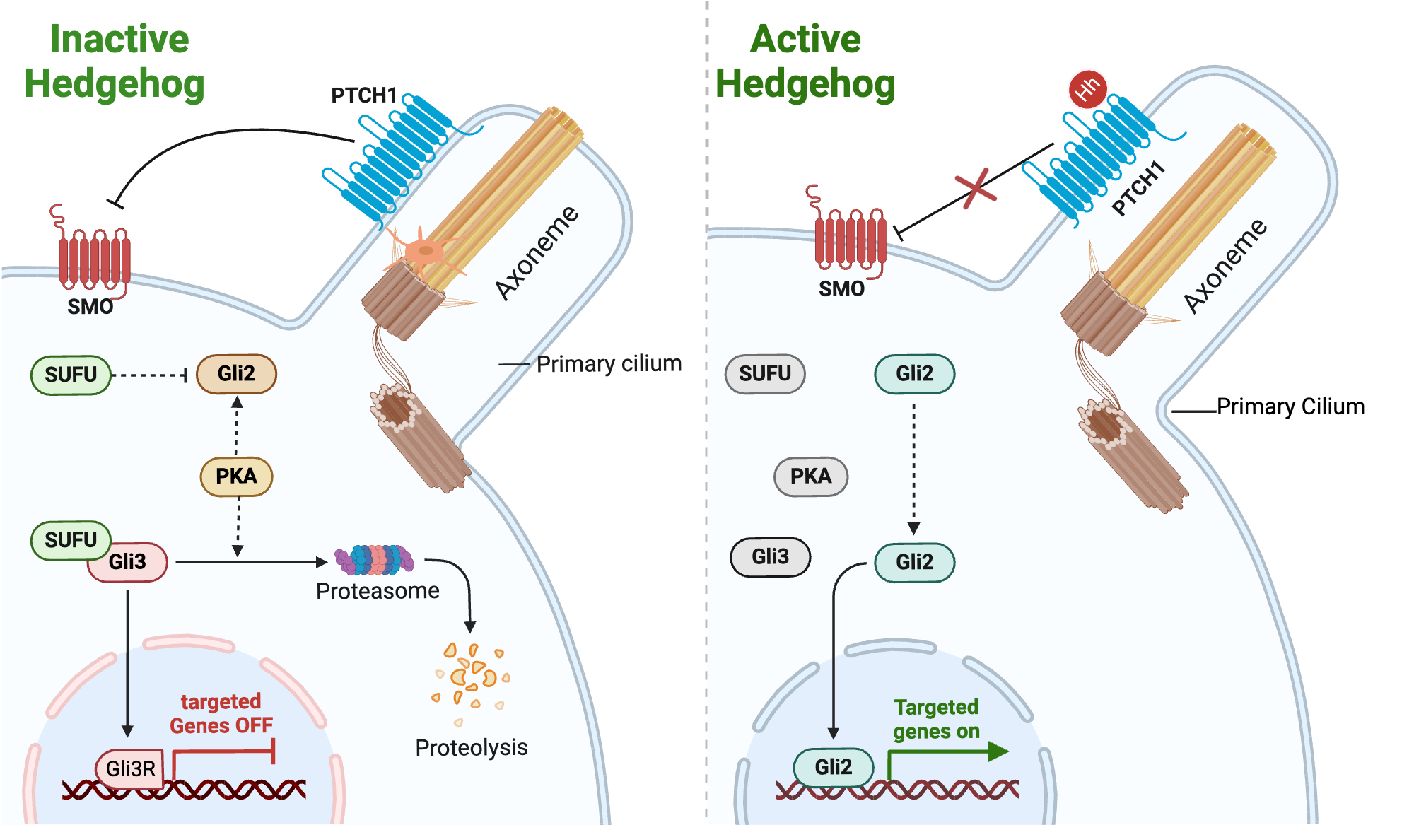 Role of Sonic Hedgehog pathway in the progression of Basal cell ...