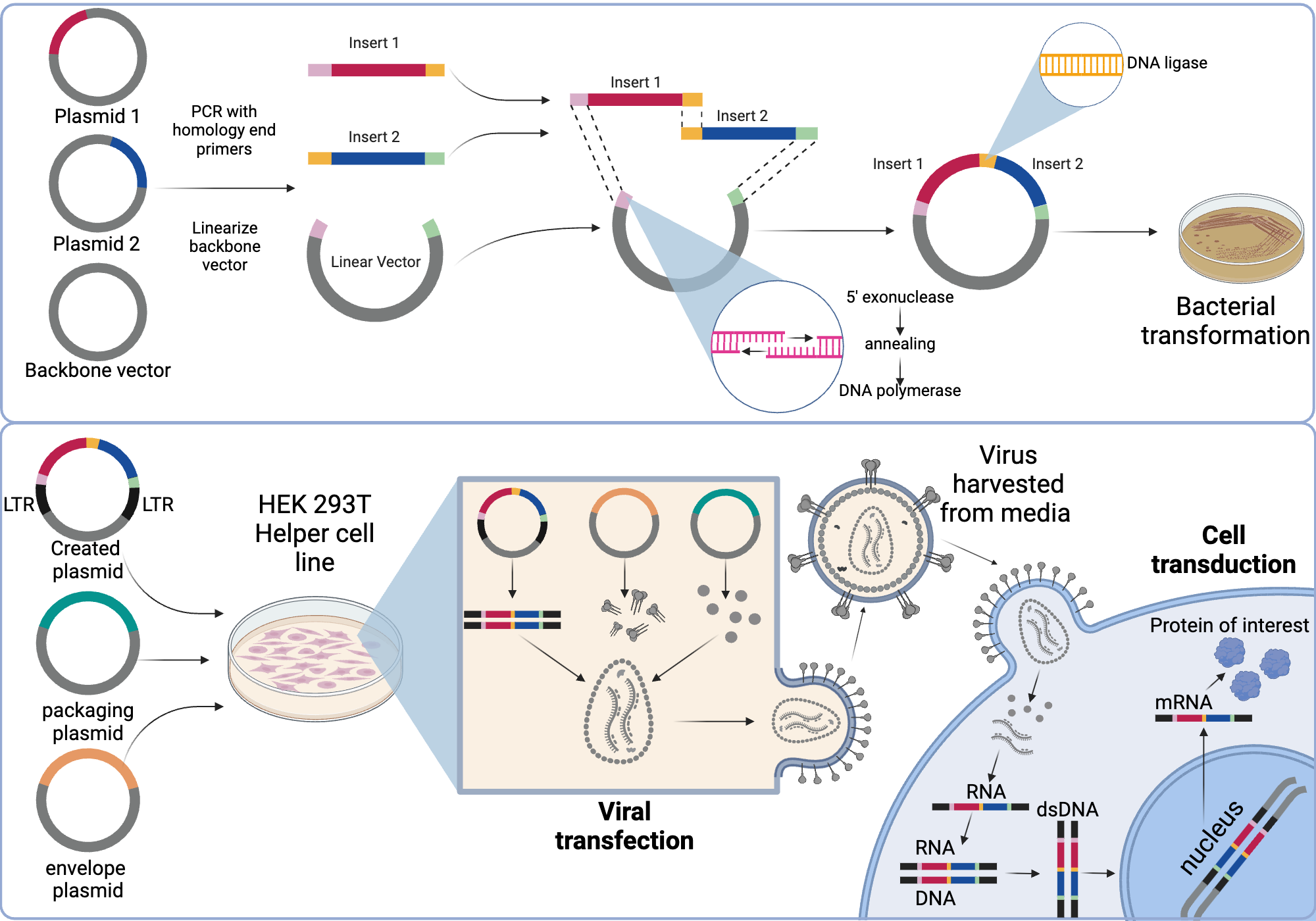 Transduction of cells using plasmids and viral vectors | BioRender ...