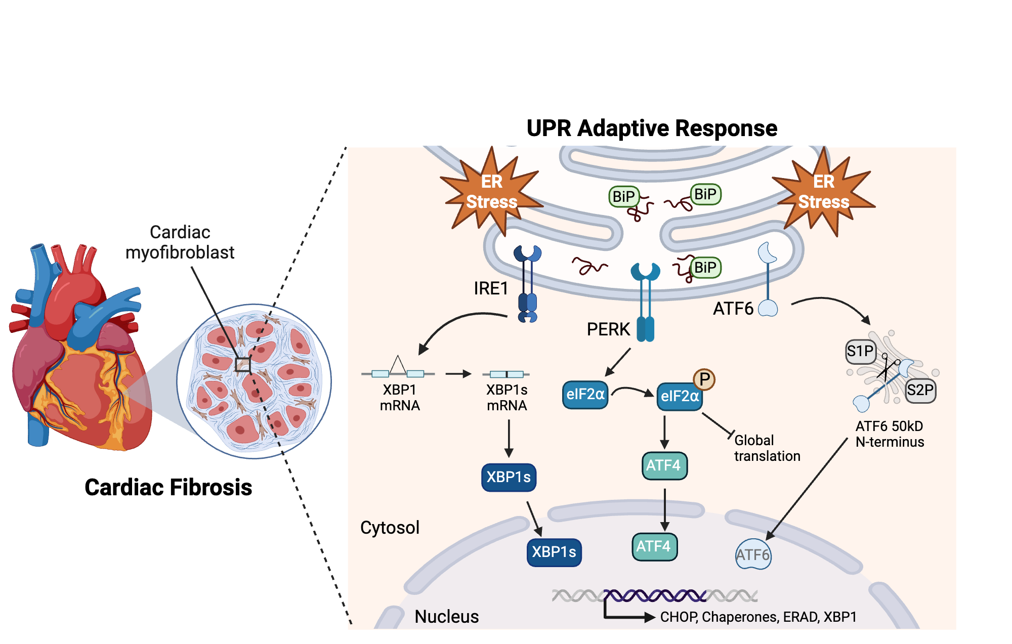 Unfolded Protein Response Pathways in Cardiac Fibroblasts | BioRender ...