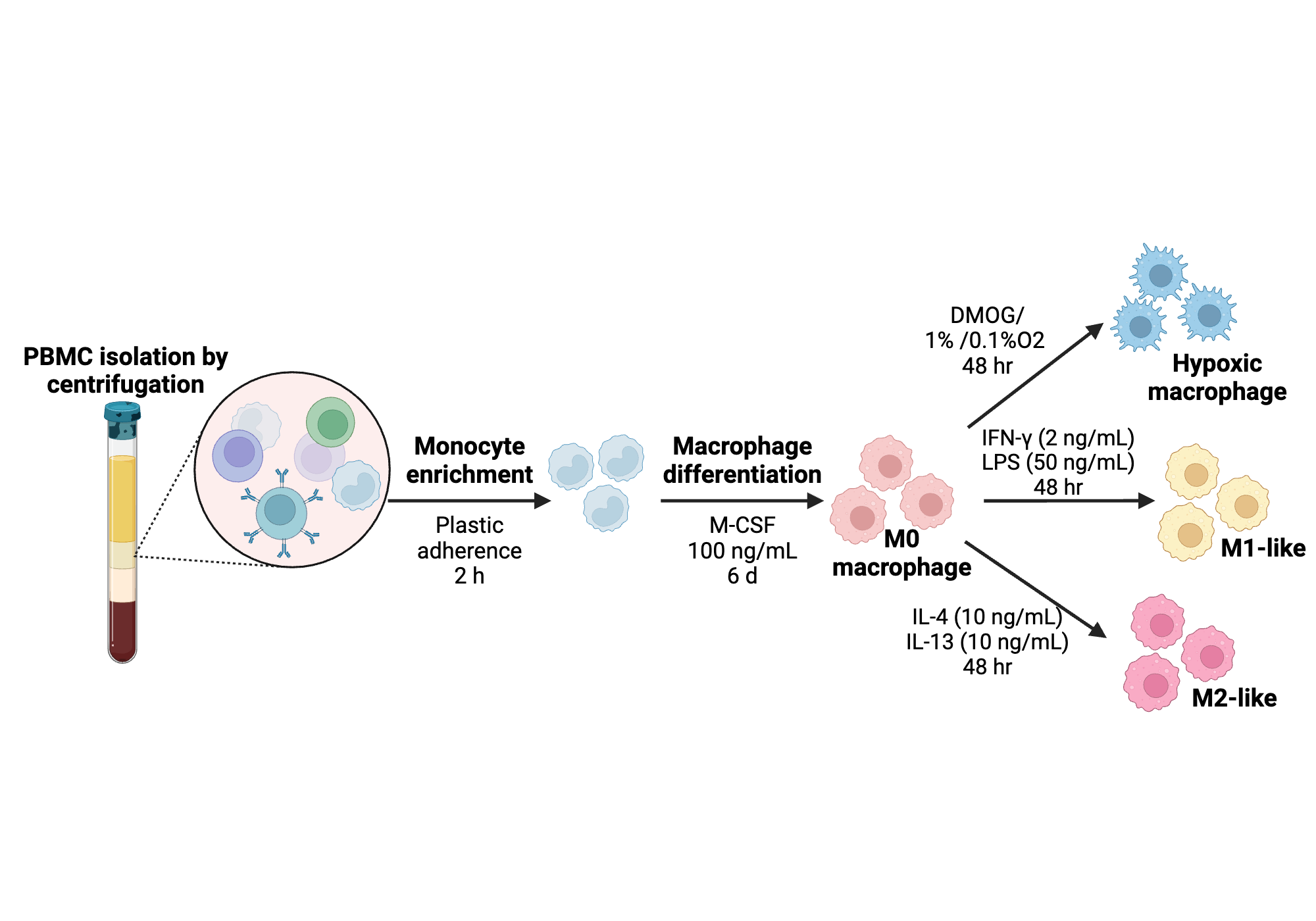 Generation of Monocyte-Derived Macrophages from Peripheral Blood Mononuclear Cells (PBMCs ...