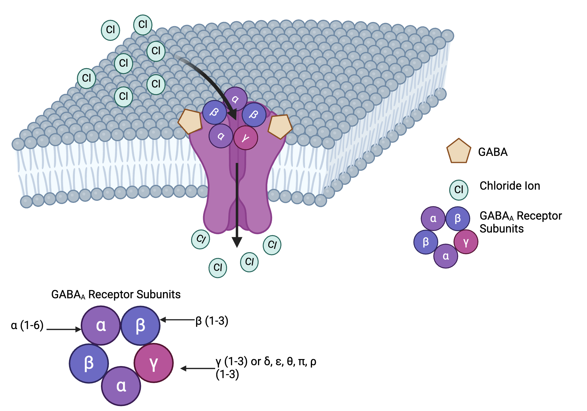 GABAA Receptor Action | BioRender Science Templates
