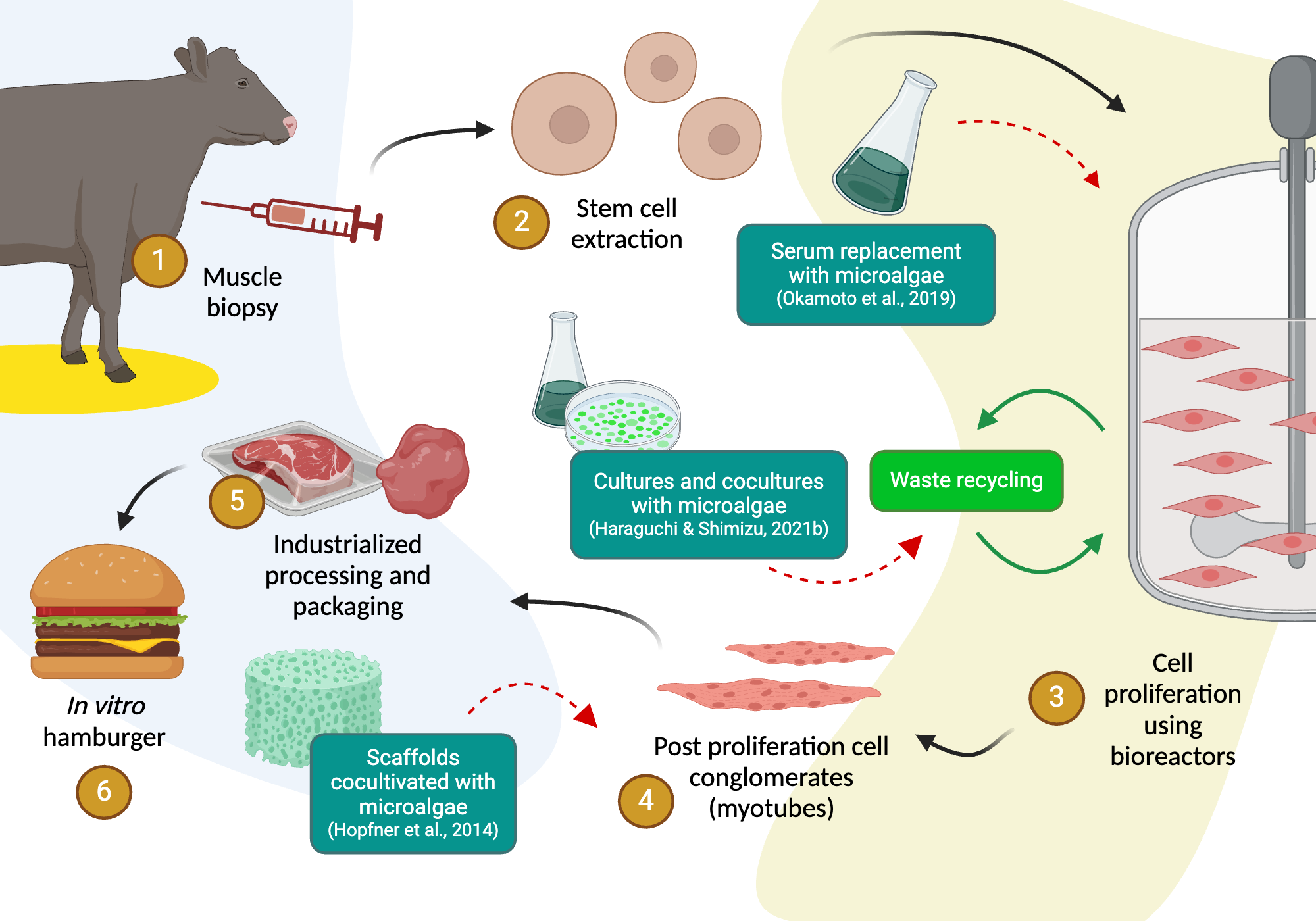 Artificial meat preparation pipeline | BioRender Science Templates