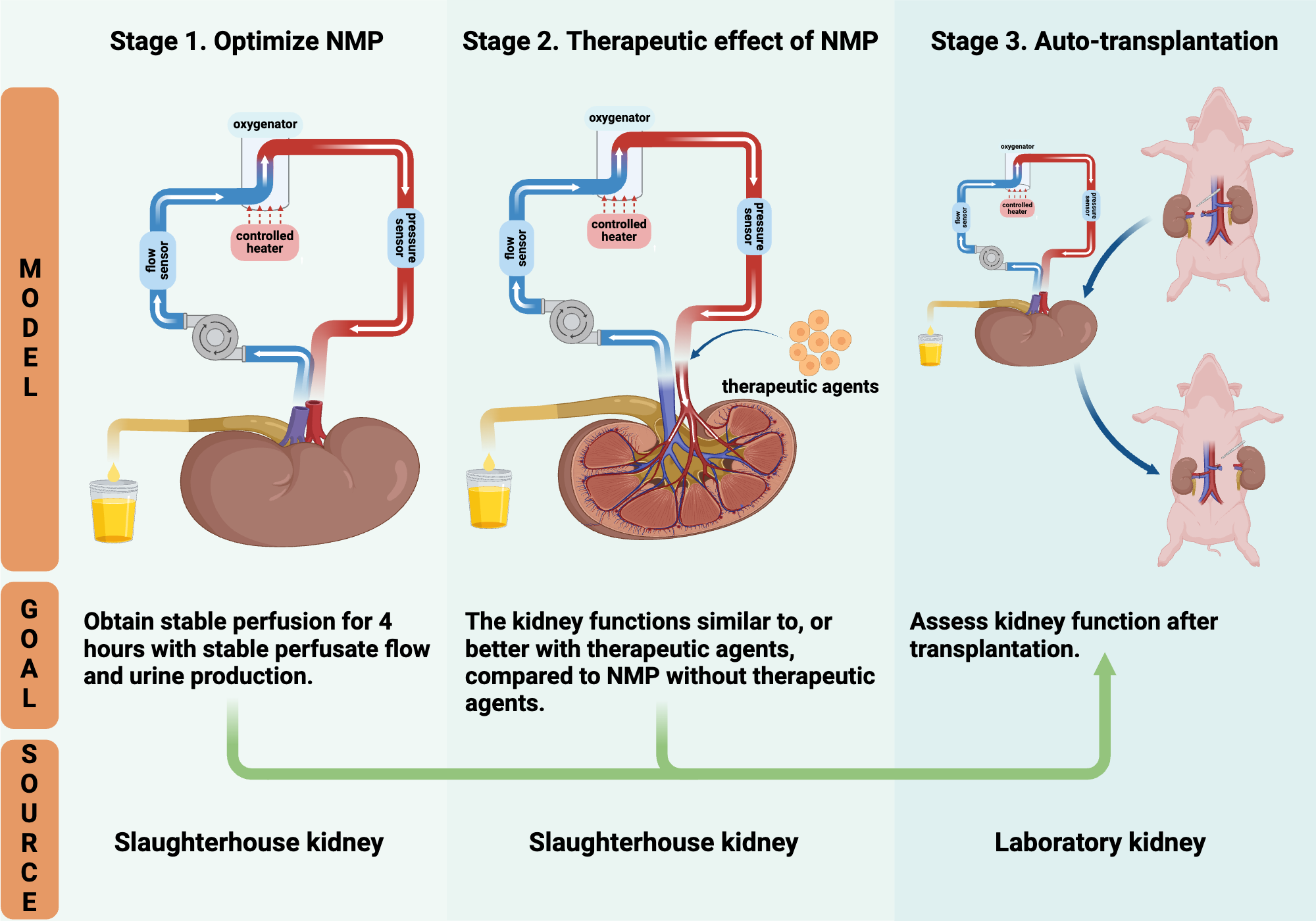 Porcine kidney normothermic machine perfusion | BioRender Science Templates