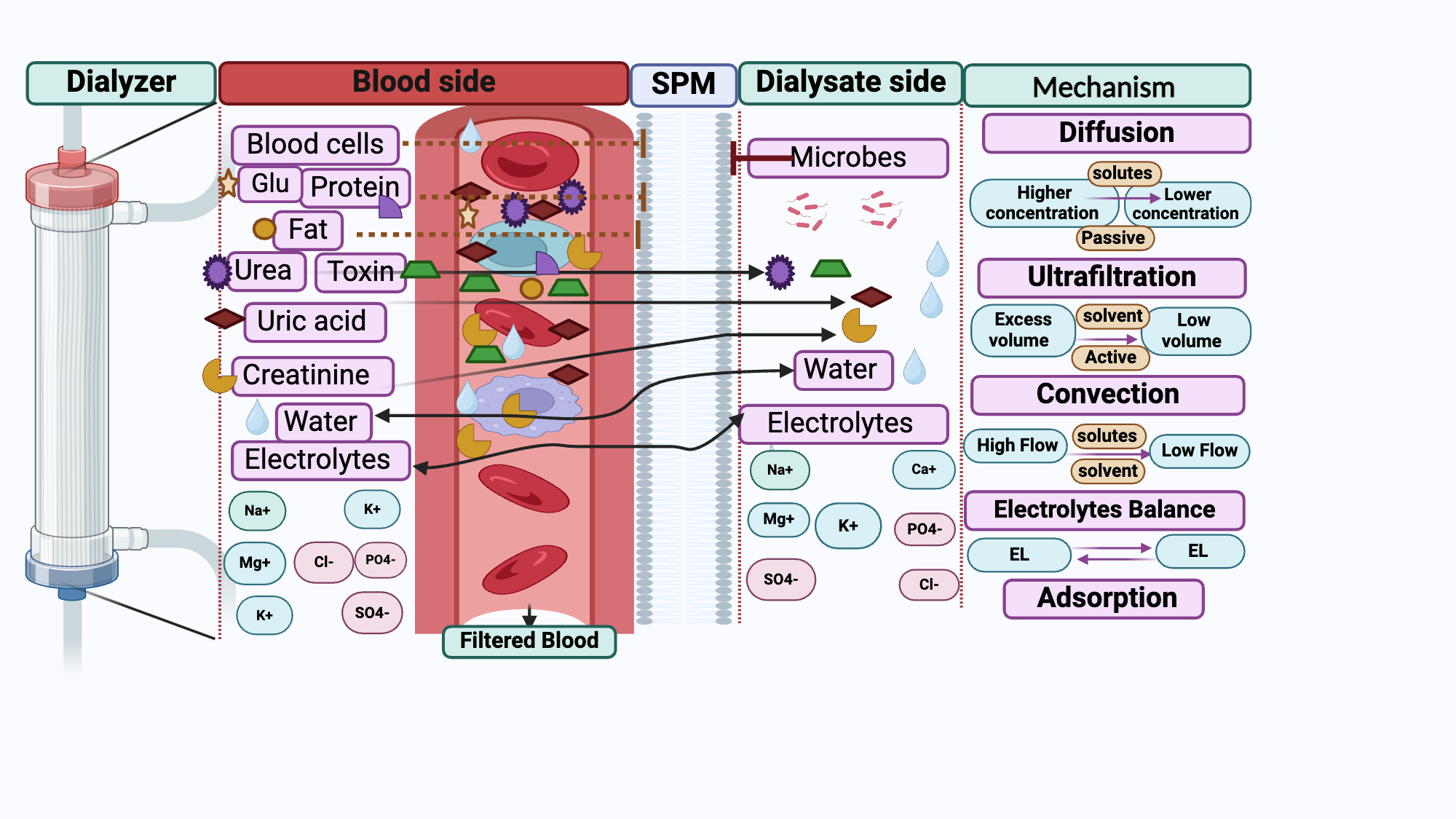 Basic molecular mechanism of dialyzer in hemodialysis | BioRender ...