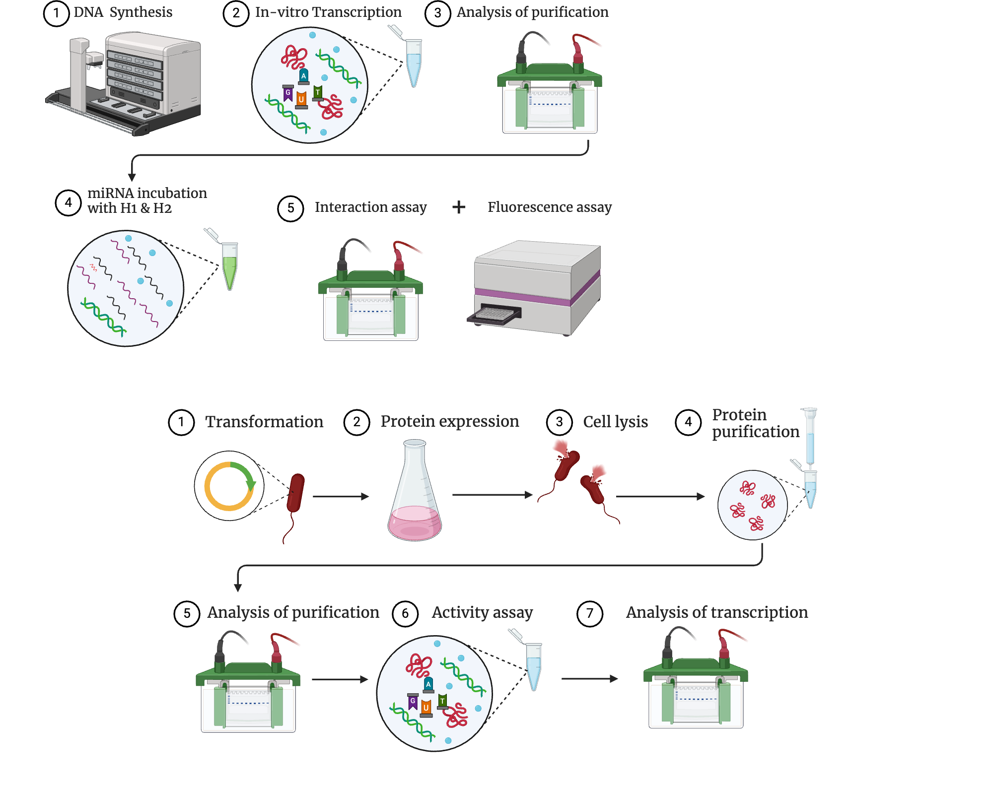 In-vitro Transcription and Analysis | BioRender Science Templates