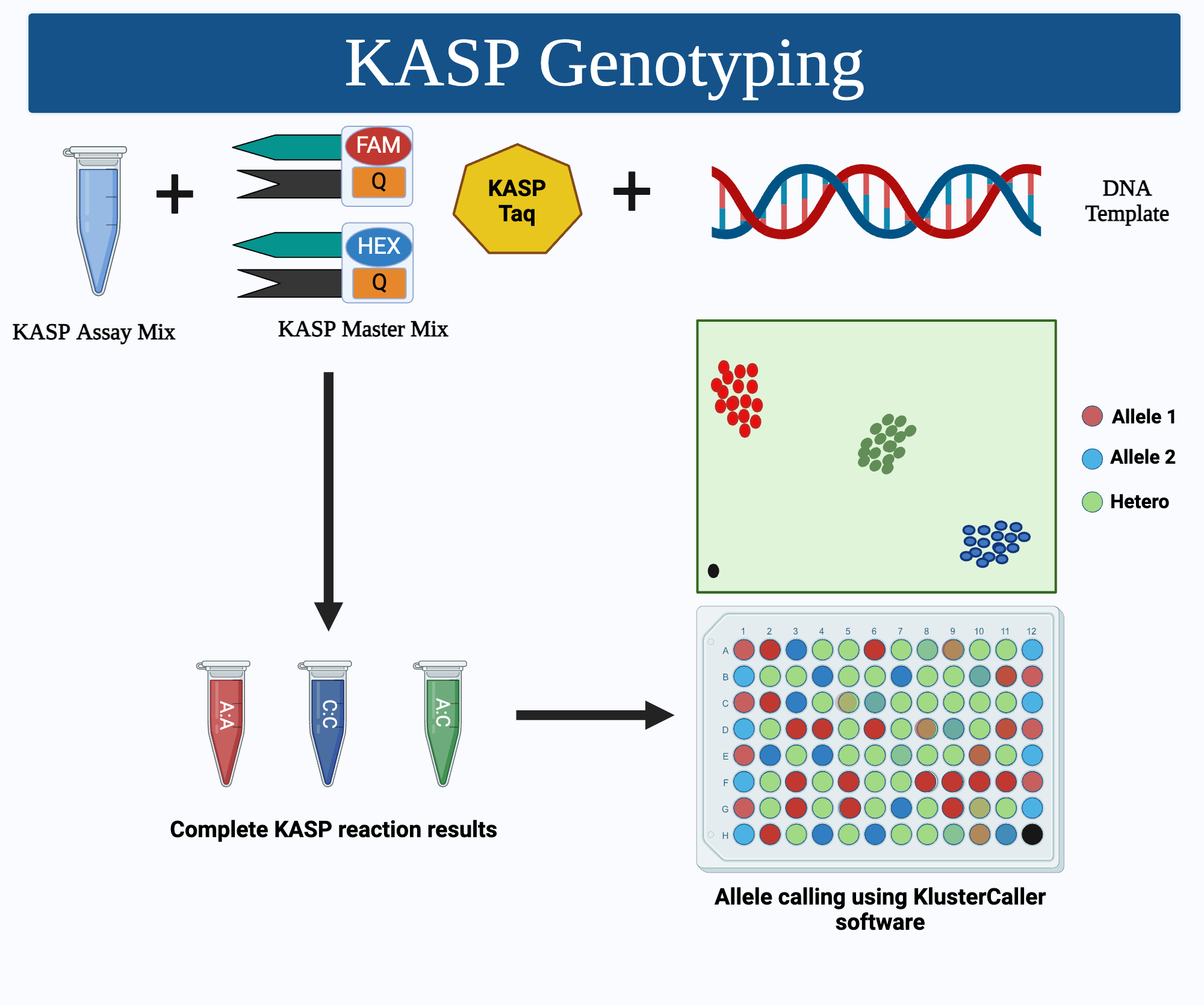 Kasp Genotyping Biorender Science Templates