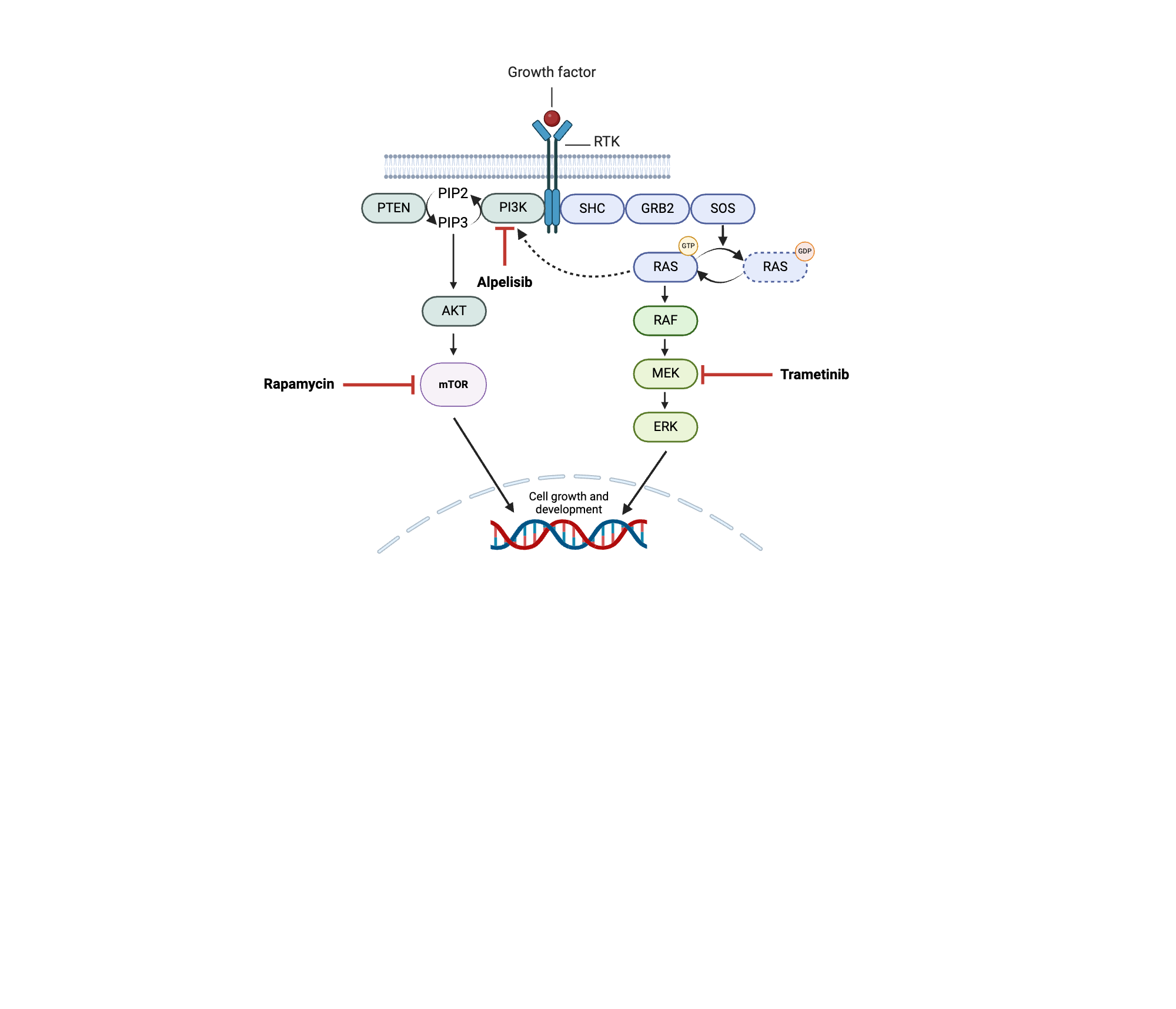 MAPK Signaling with Various Inhibitors | BioRender Science Templates