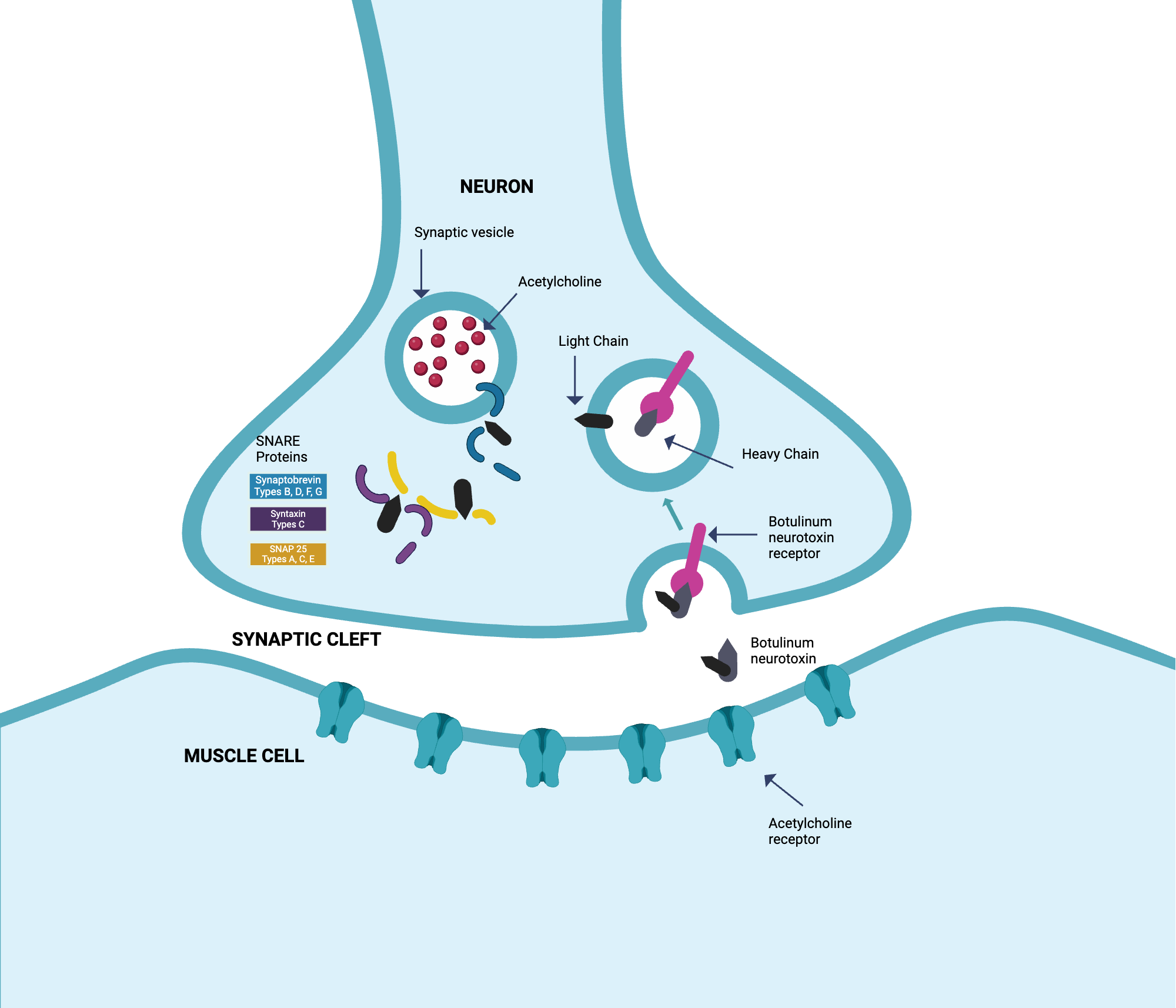 Intoxication Process of Botulinum Neurotoxins | BioRender Science Templates