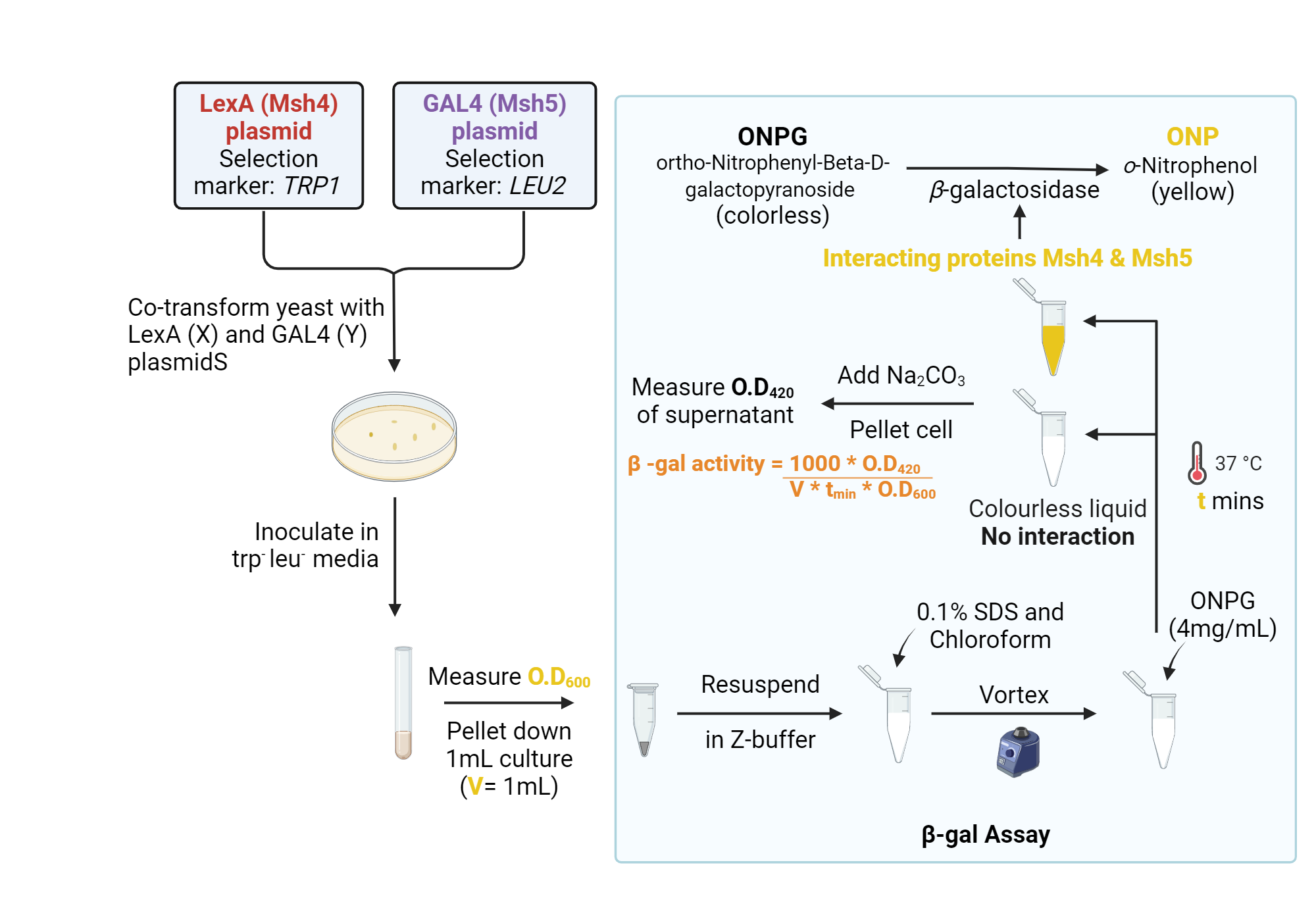 BETA-GAL ASSAY | BioRender Science Templates