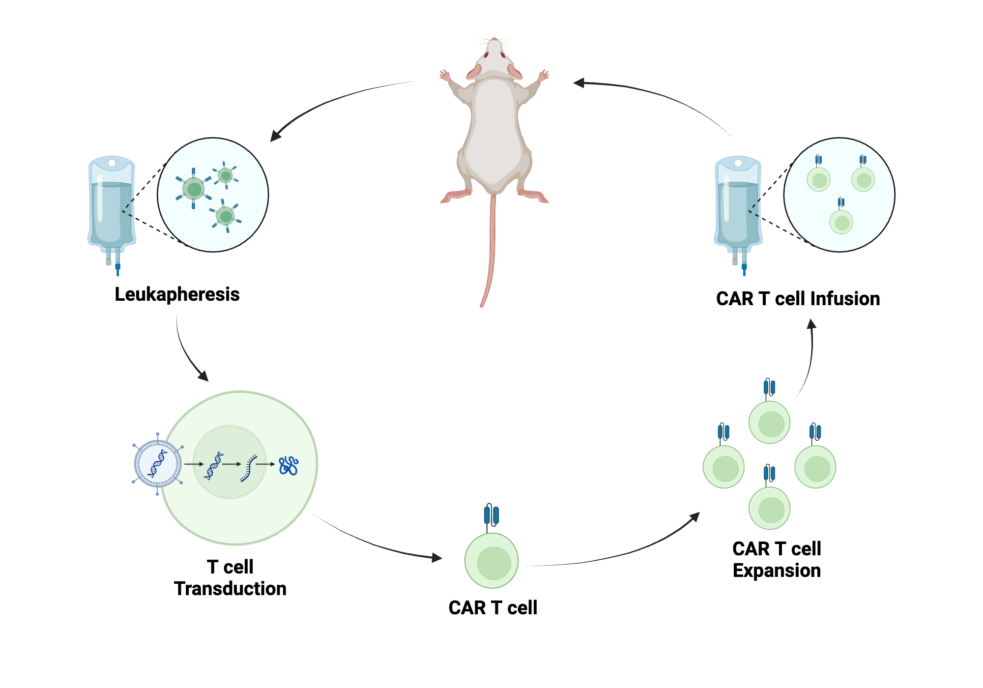 Chimeric antigen receptor T cells (CAR T cells) preparation and ...