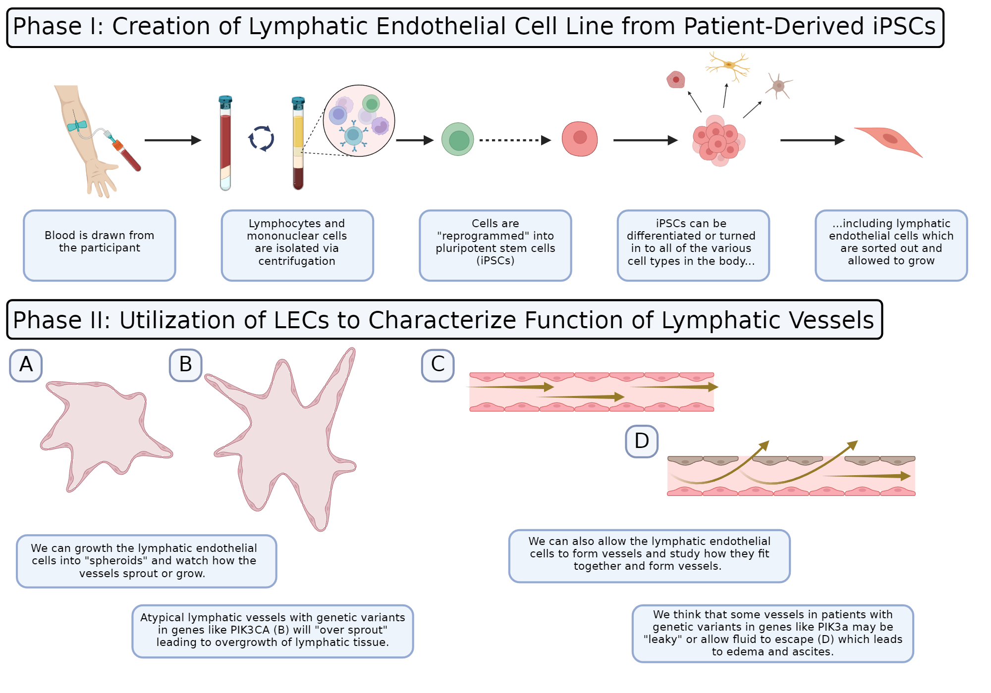 iPSC-derived Lymphatic Endothelial Cells from Patient Samples ...