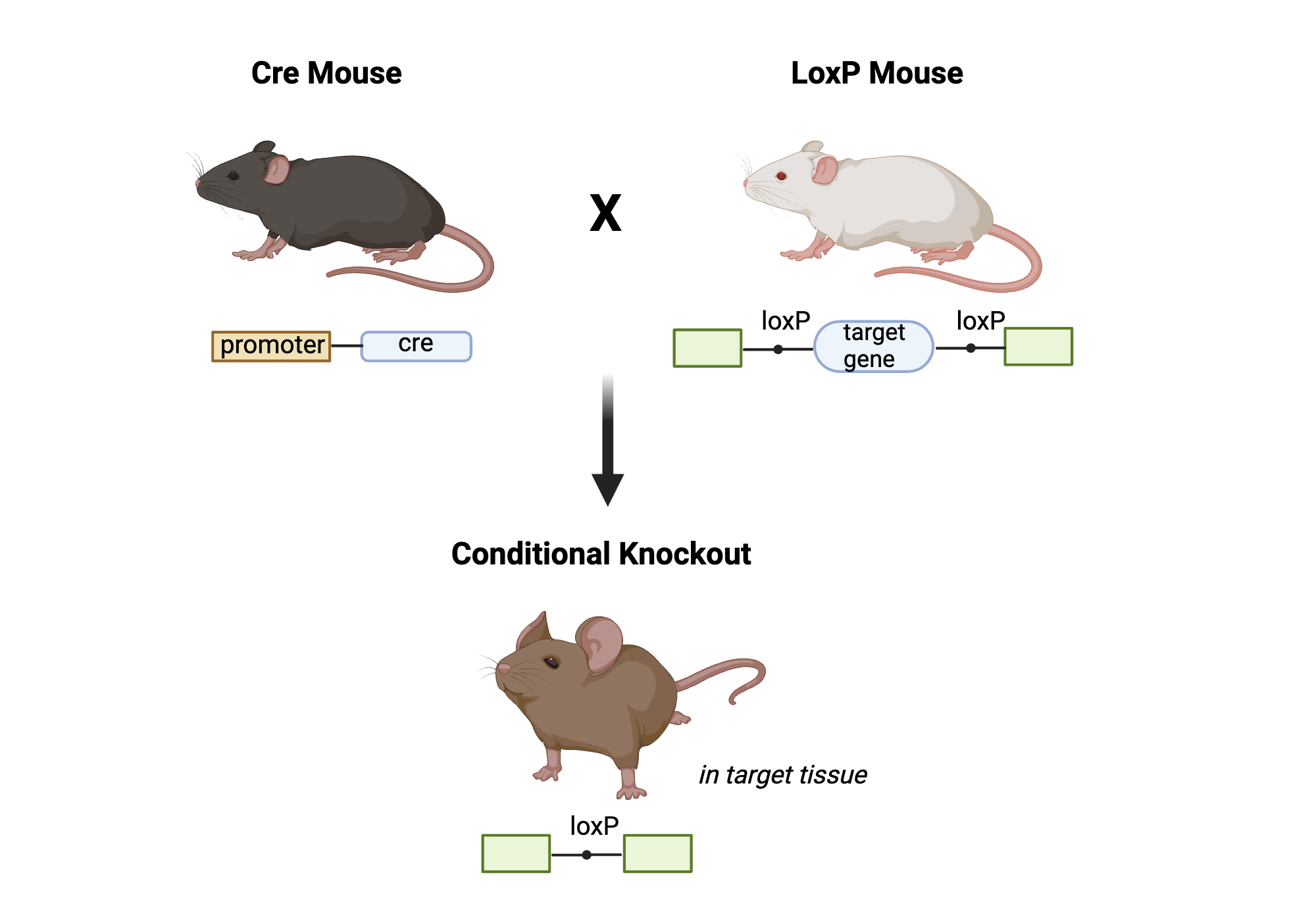 Creation Of A Conditional Knockout Mouse Biorender Science Templates