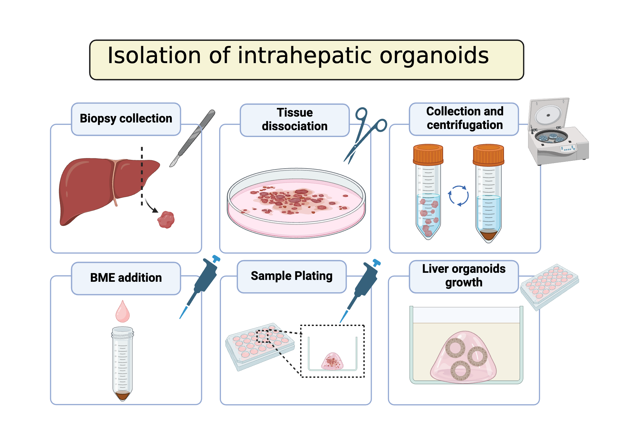 Isolation of intrahepatic organoids | BioRender Science Templates