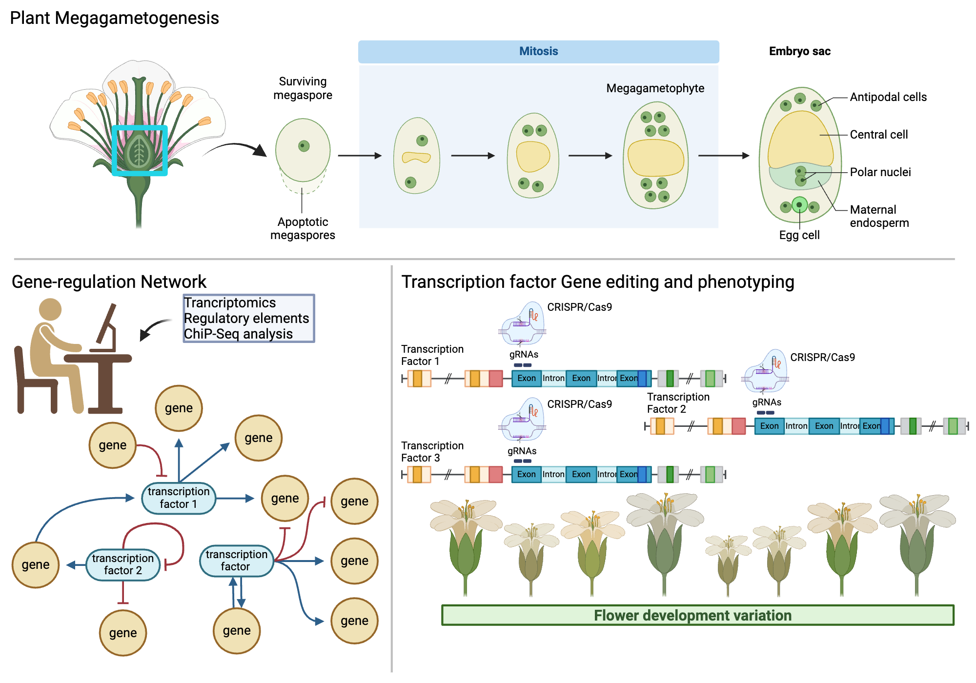 Method for trancription factor analysis involved in flower development ...