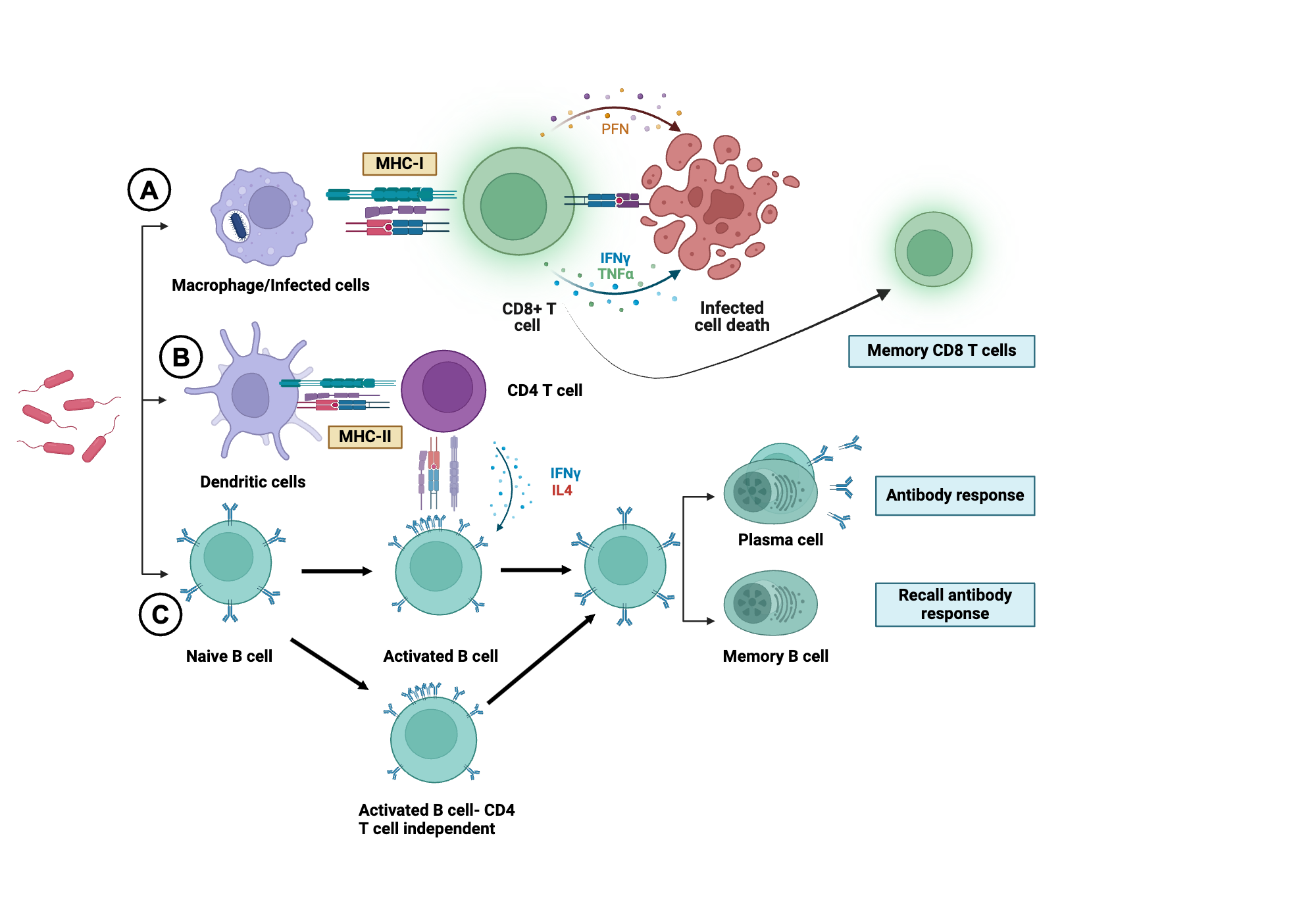 Protective immune response during primary C. burnetii infection ...