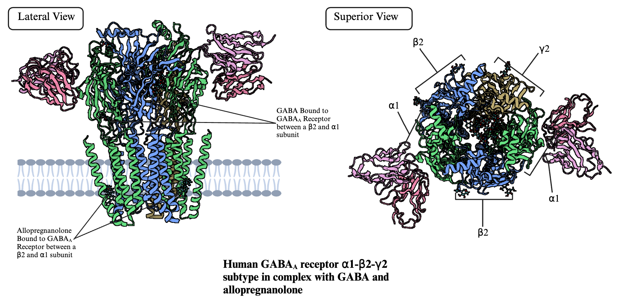 Human GABAA receptor α1-β2-γ2 subtype in complex with GABA and ...