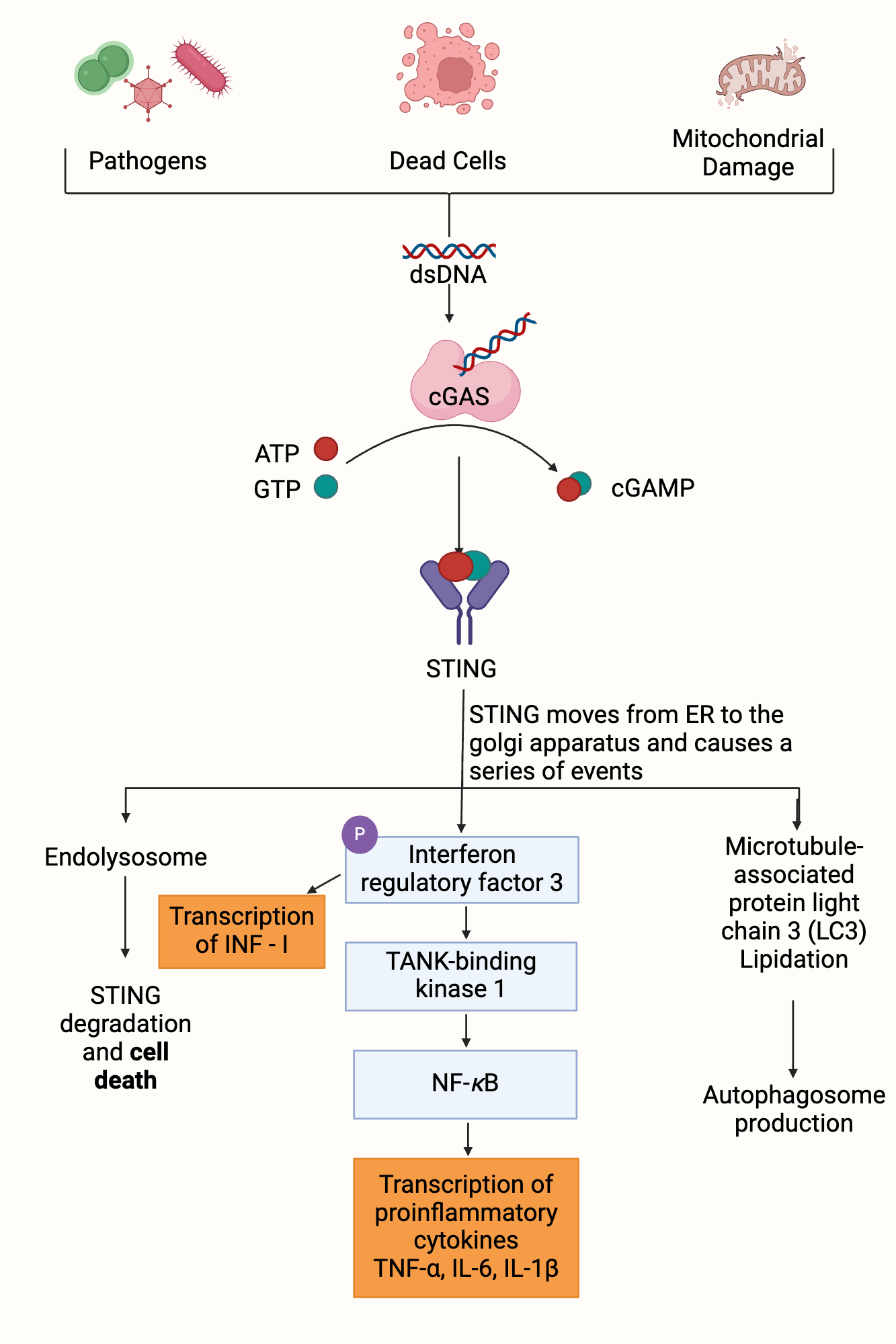 cGAS-STING signalling pathway | BioRender Science Templates