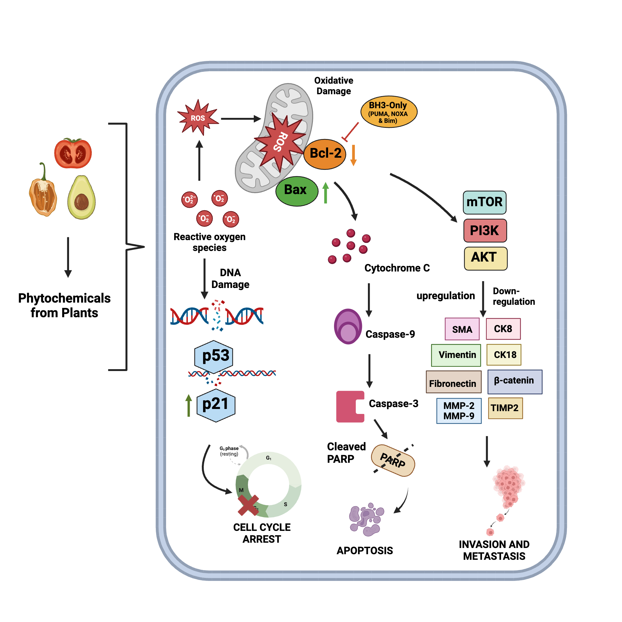 Induced apoptosis, cell cycle arrest and metastasis of the cancer cells ...