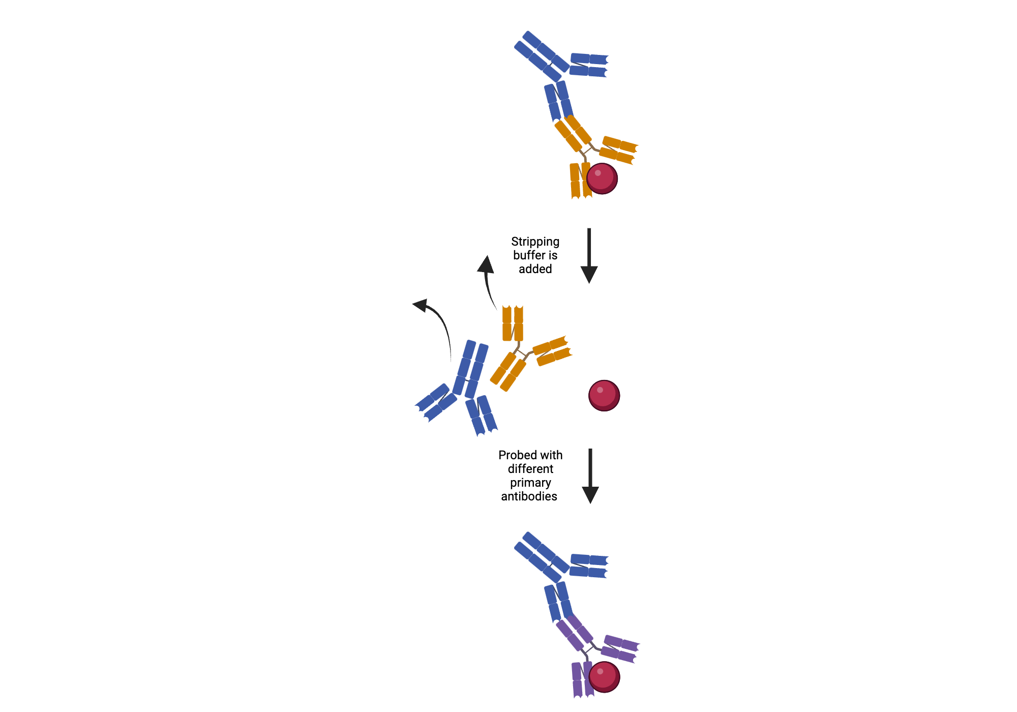Stringent stripping buffer | BioRender Science Templates