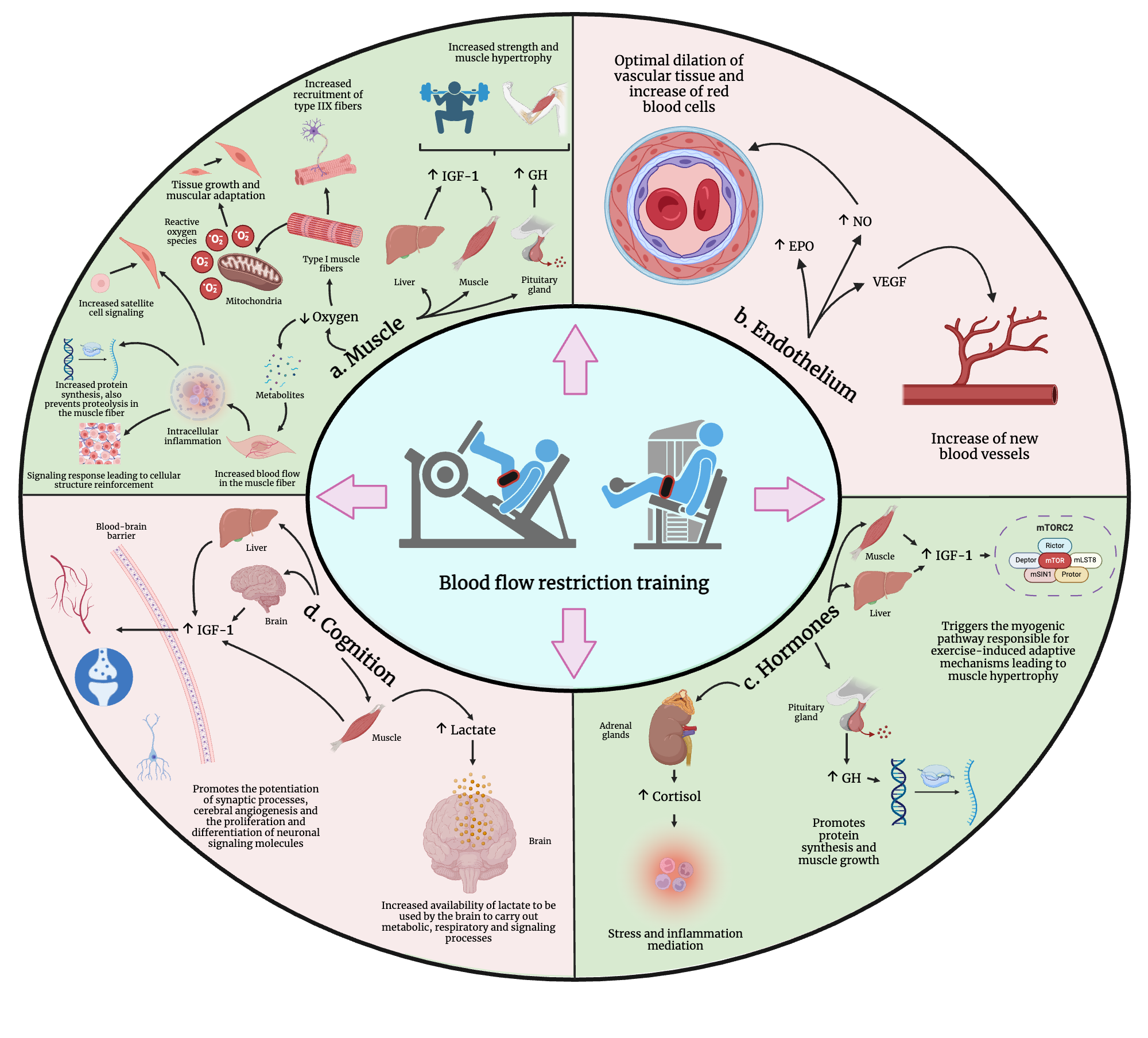 Blood Flow Restriction Training: Physiological Effects | BioRender ...