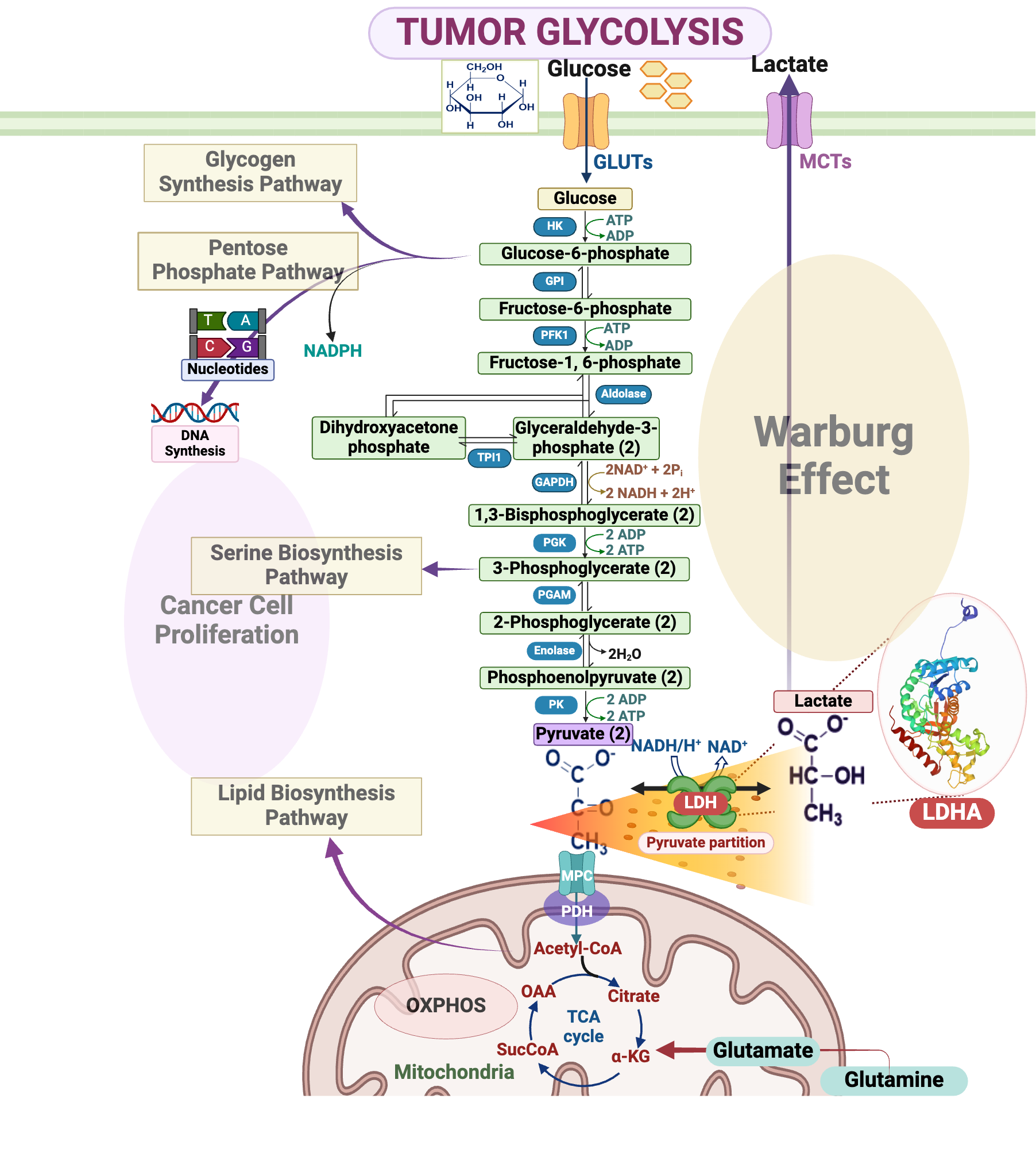 Warburg Effect and associated pathways in Tumor Glycolysis | BioRender ...
