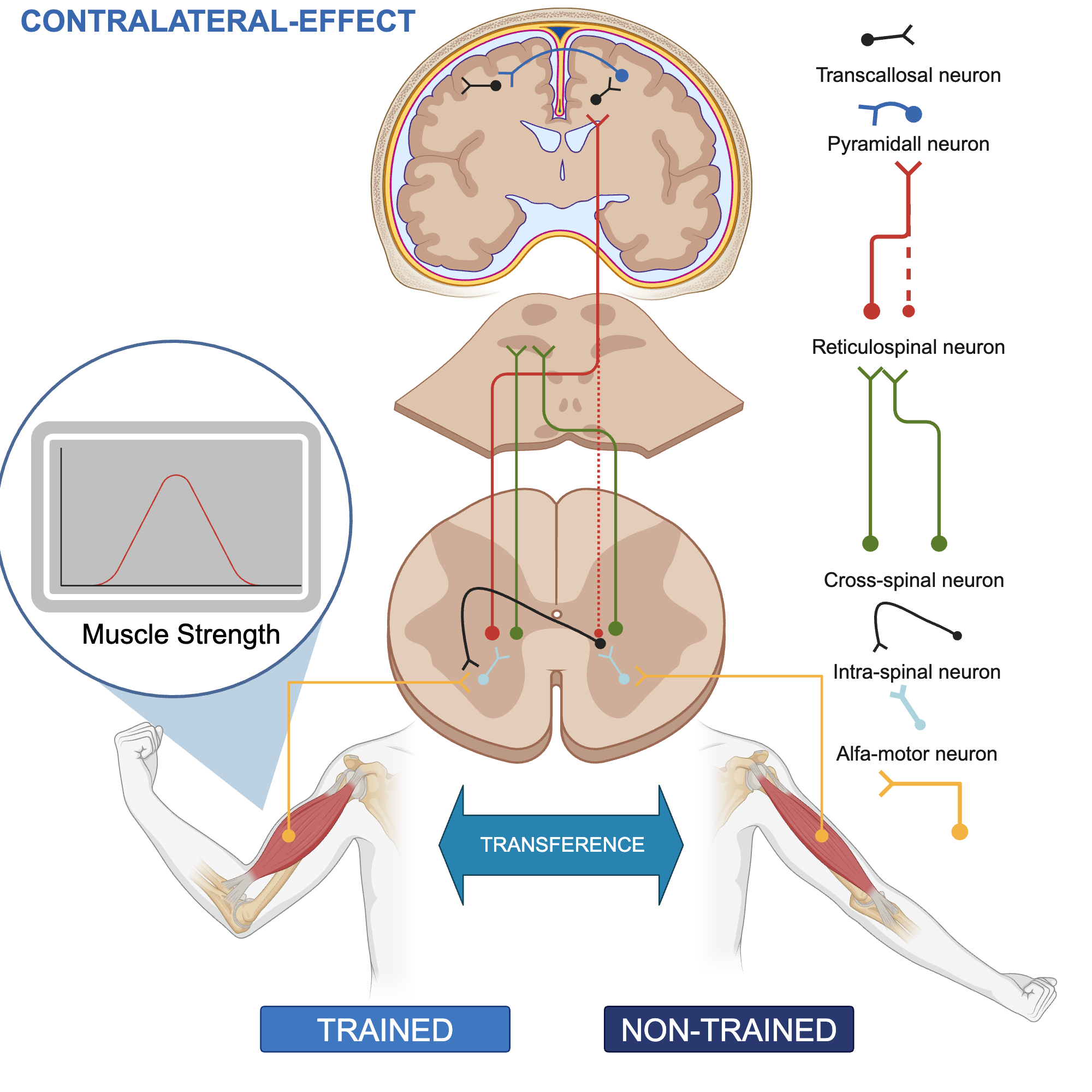 CONTRALATERAL EFFECT | BioRender Science Templates