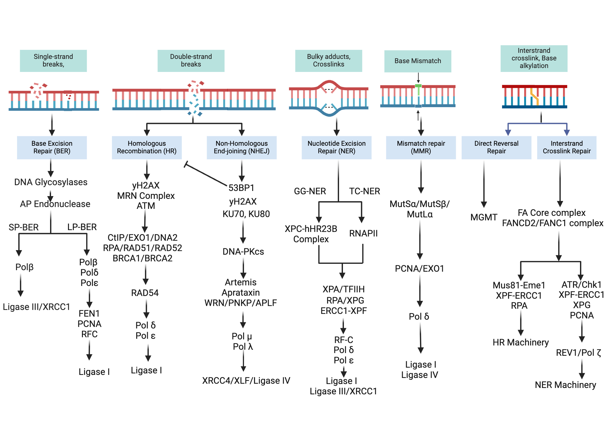 DNA damage and DNA repair mechanisms | BioRender Science Templates