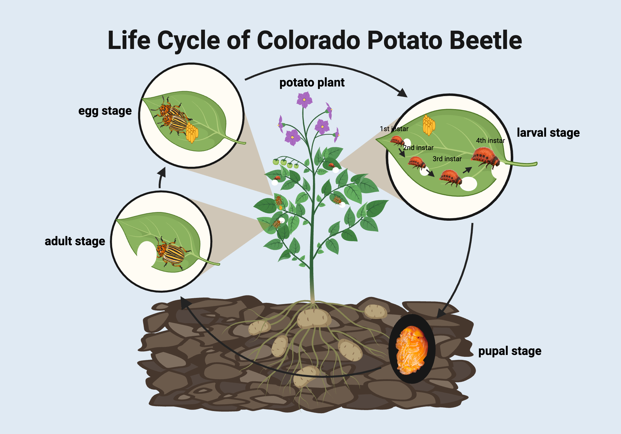 Life of Colorado potato beetle | BioRender Science Templates