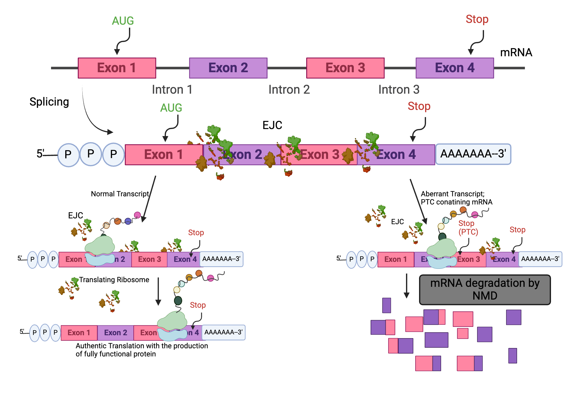 Translation and aberrant mRNA degradation using NMD | BioRender Science ...