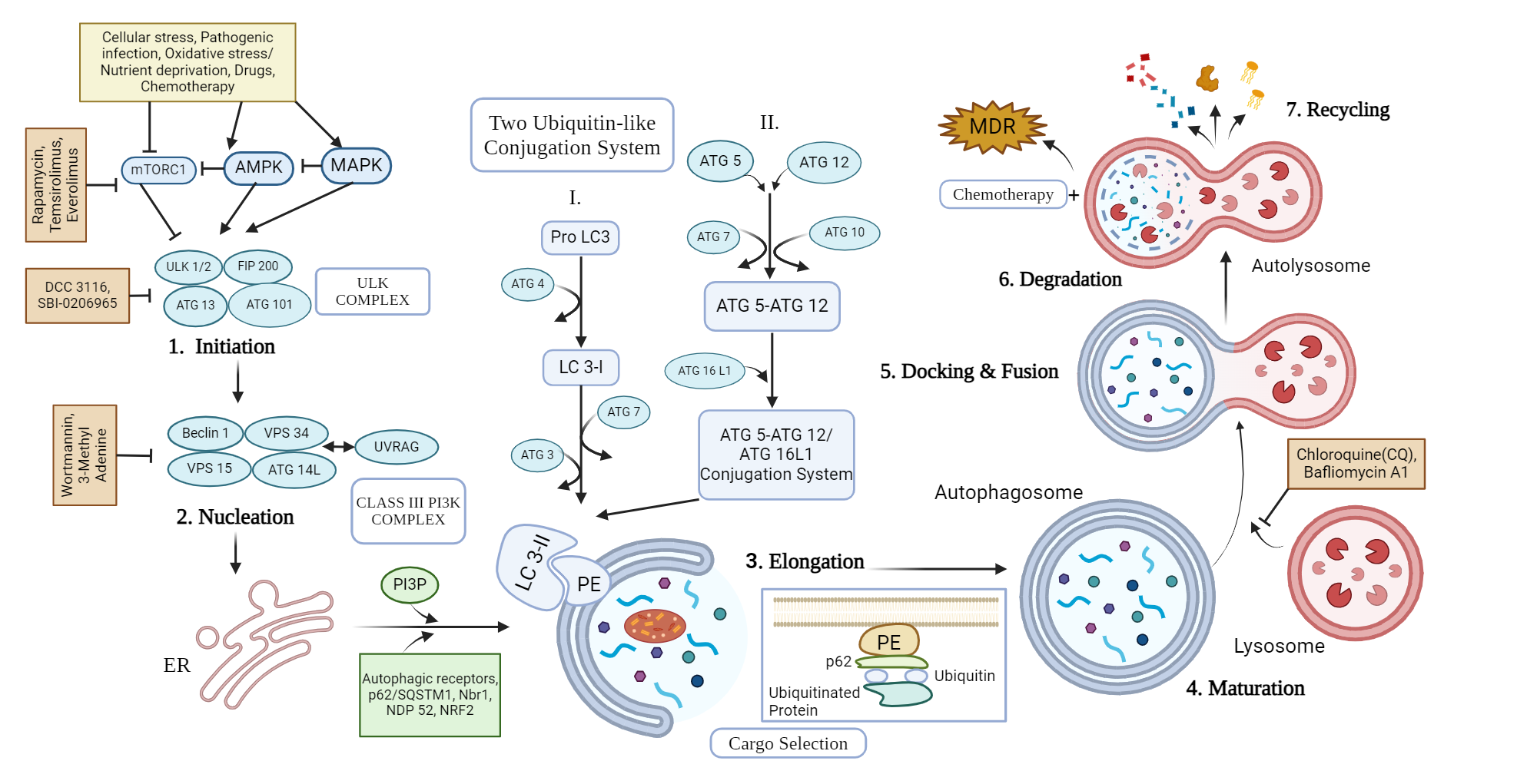 Autophagy Pathway and Regulators | BioRender Science Templates