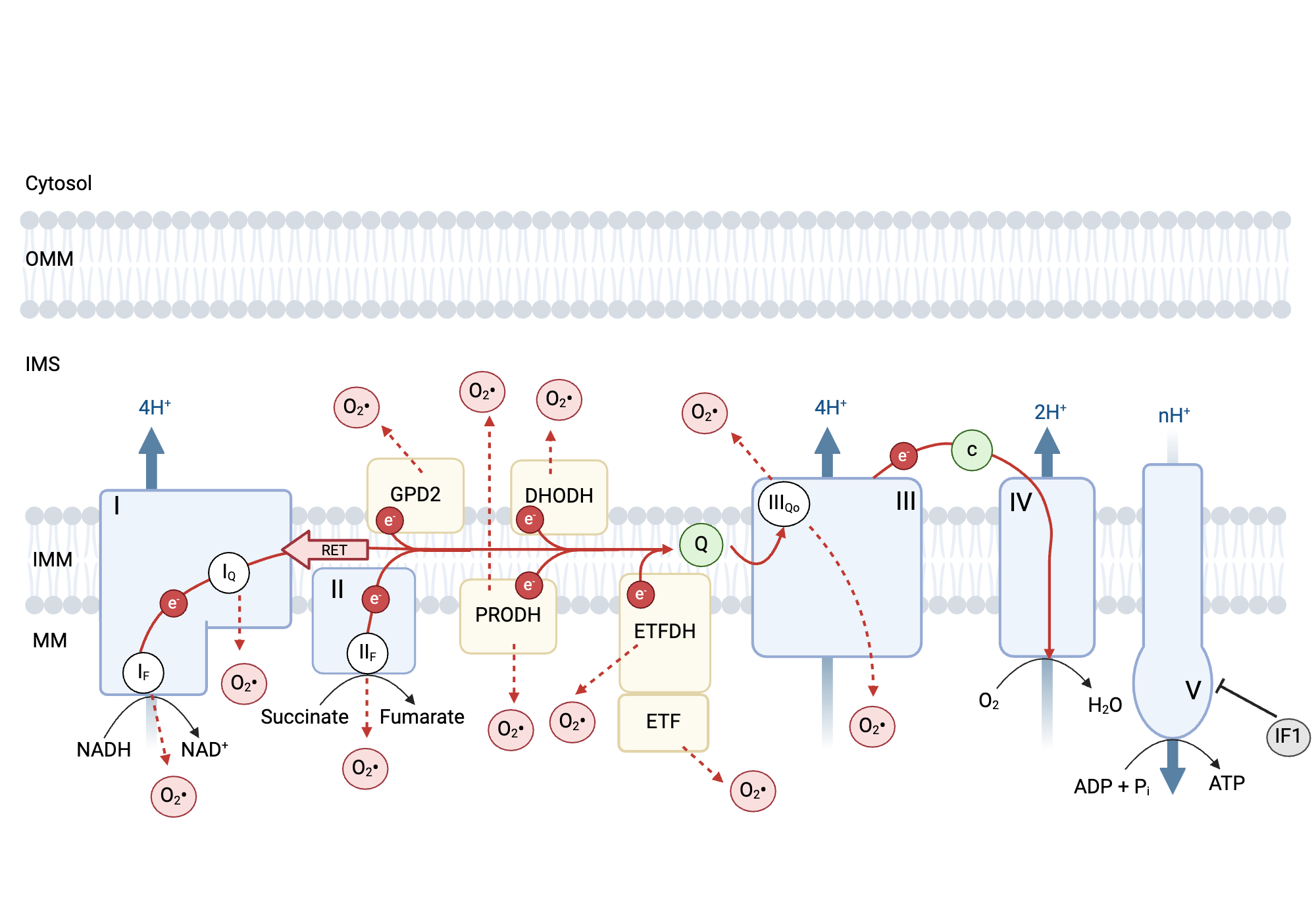 ROS generation sites in OXPHOS | BioRender Science Templates
