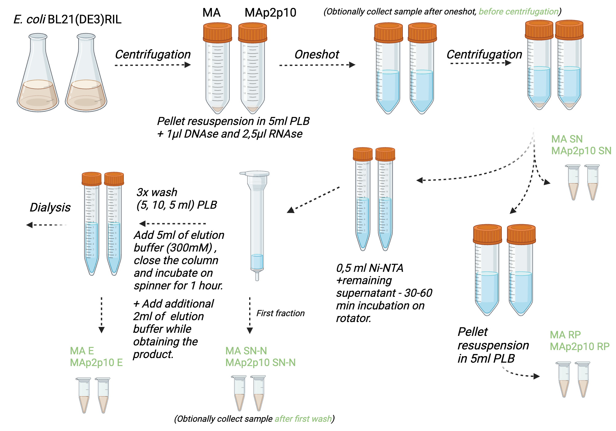 Protein Isolation using Ni-NTA Agarose | BioRender Science Templates