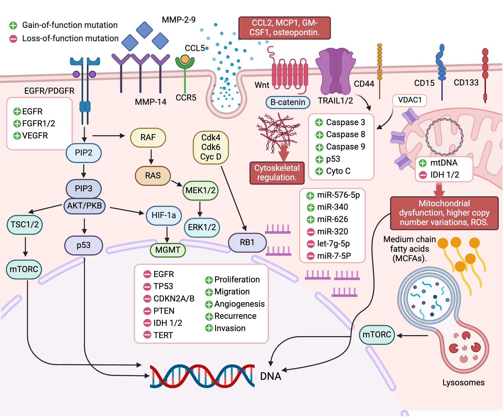 Different molecular mechanisms implicated in malignancy of GBM ...