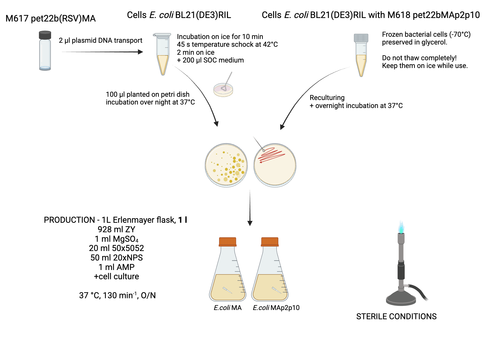 Protein production experiment | BioRender Science Templates Protein production experiment | BioRender Science Templates