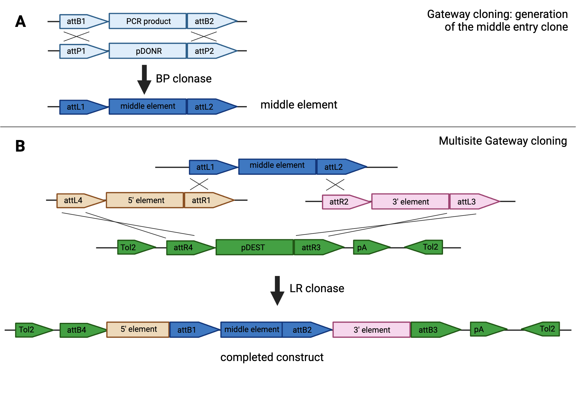 Gateway cloning | BioRender Science Templates