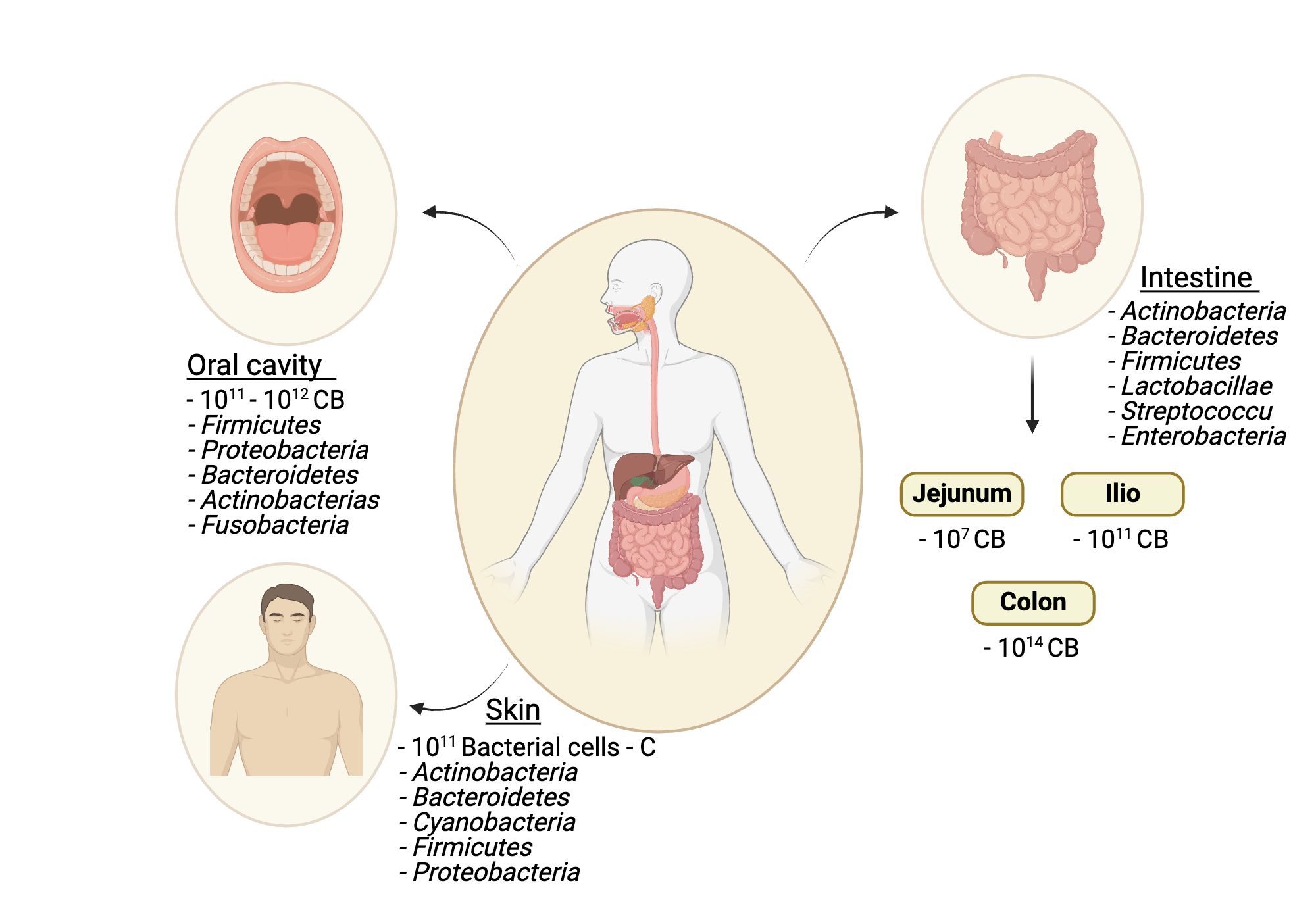 Abundance of bacteria in different parts of the body | BioRender ...