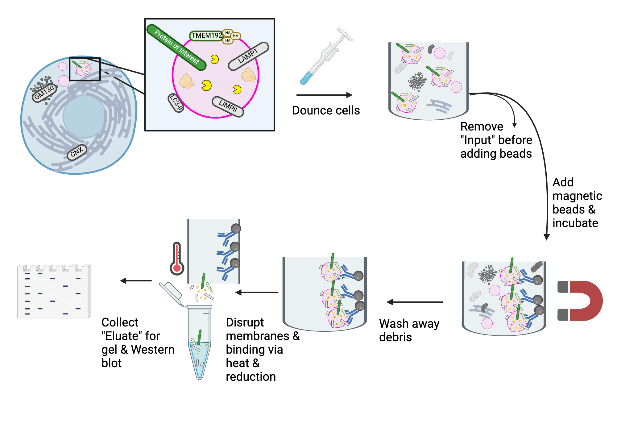 Lyso-IP Procedure | BioRender Science Templates