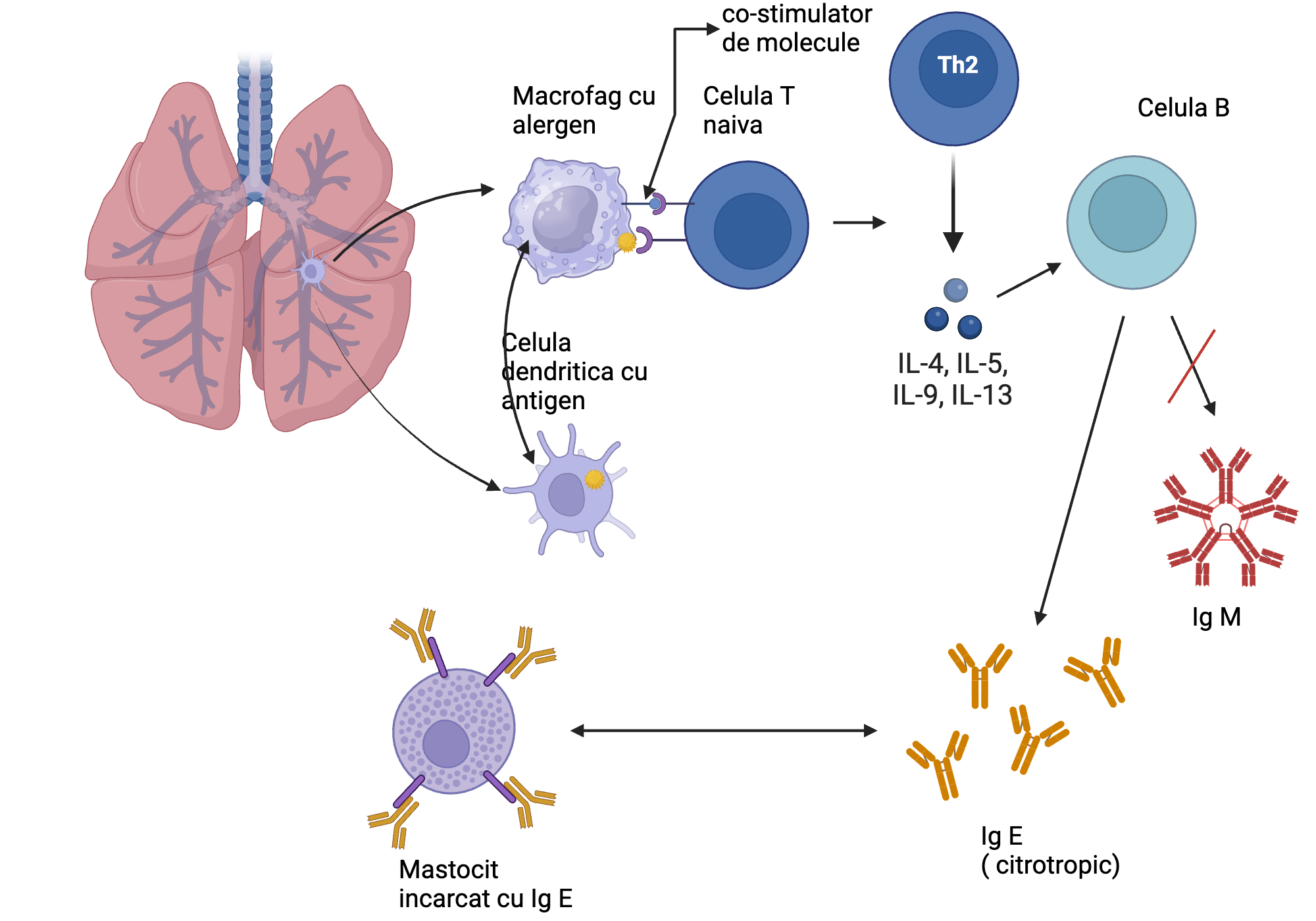 Type 1 Hypersensitivity | BioRender Science Templates