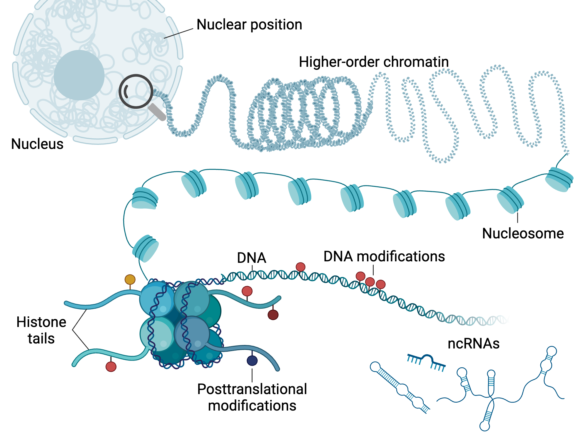 Epigenetic regulation | BioRender Science Templates
