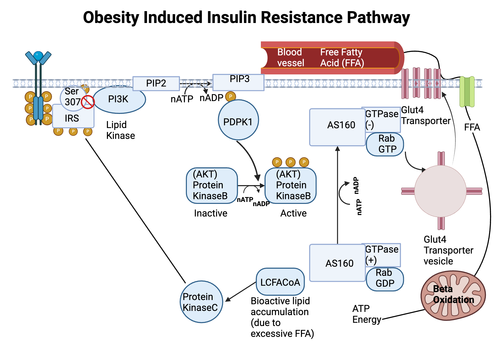 Obesity induced insulin resistance cell signaling pathway | BioRender ...