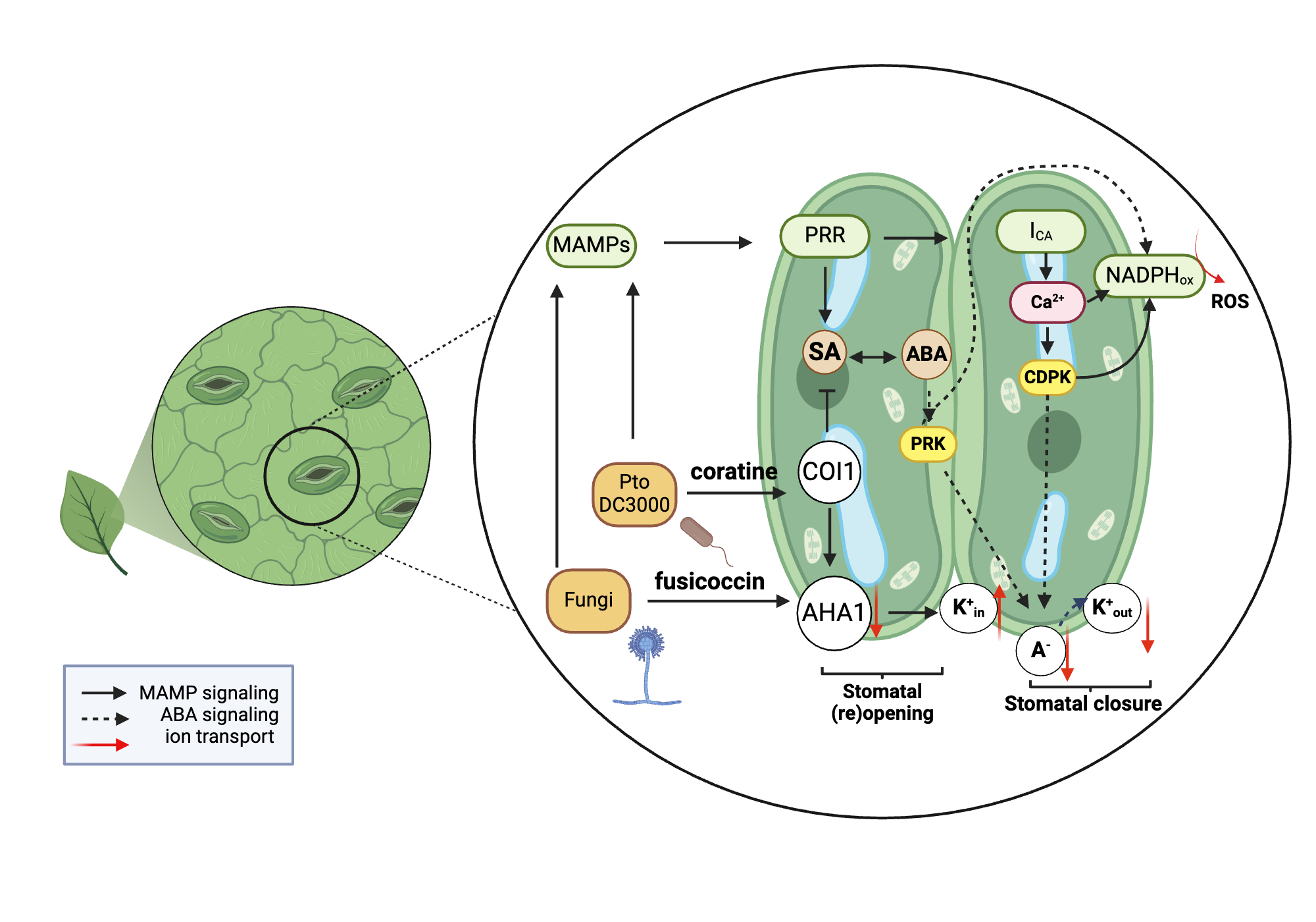 Stomatal PAMP and MAMP triggered immunity | BioRender Science Templates