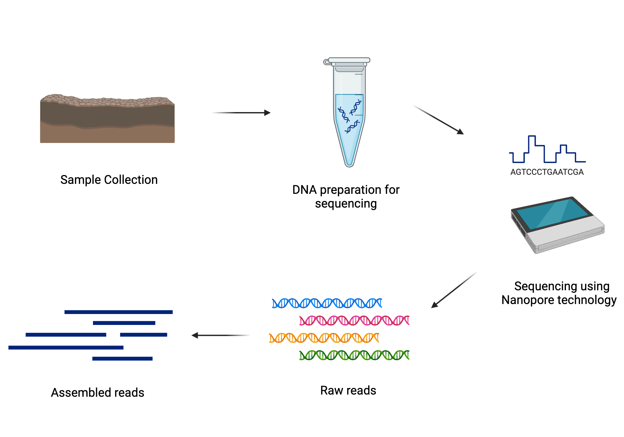 Metagenome study flow diagram | BioRender Science Templates