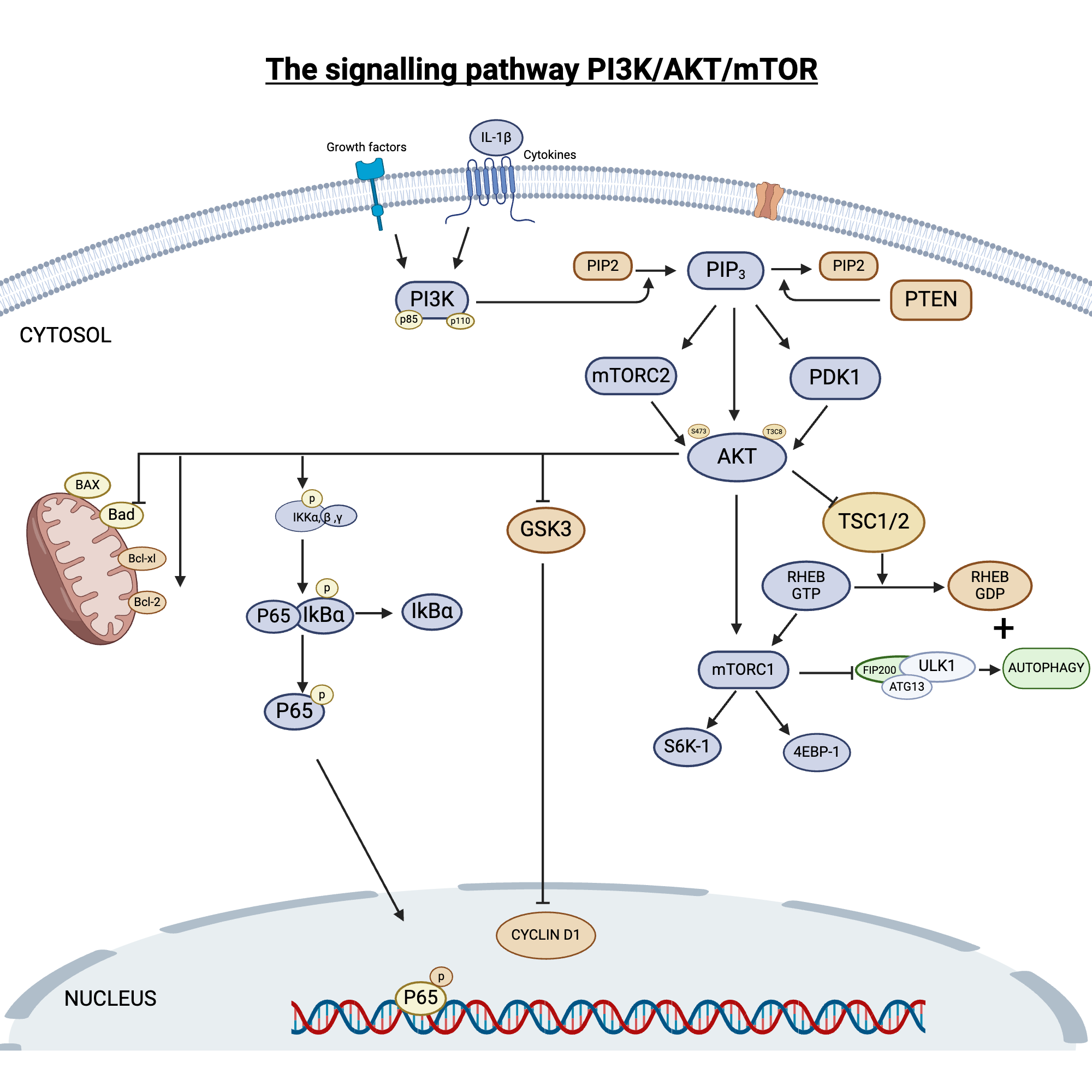 The PI3K/AKT/mTOR signalling pathway | BioRender Science Templates