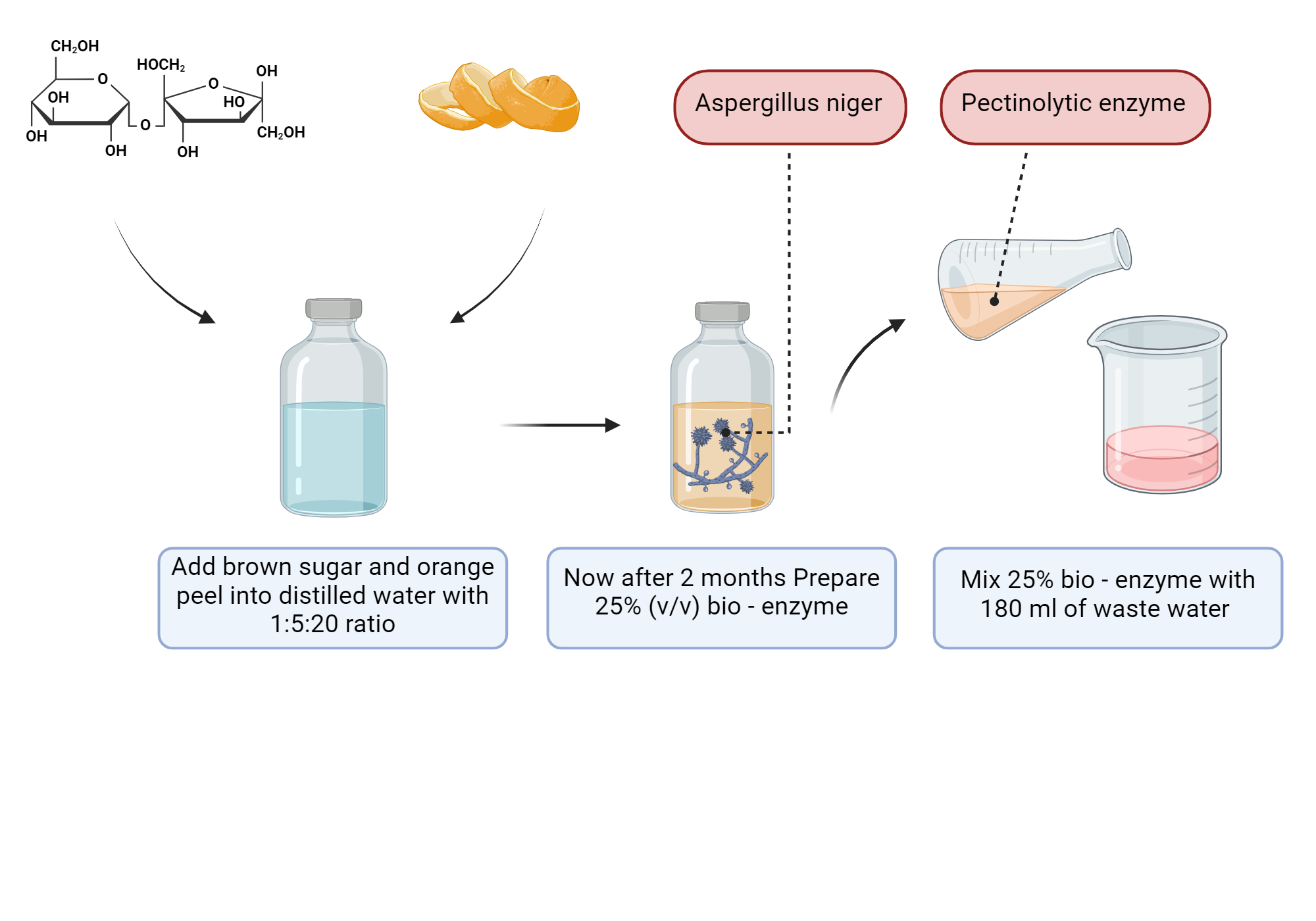 Bioenzyme Preparation at home | BioRender Science Templates