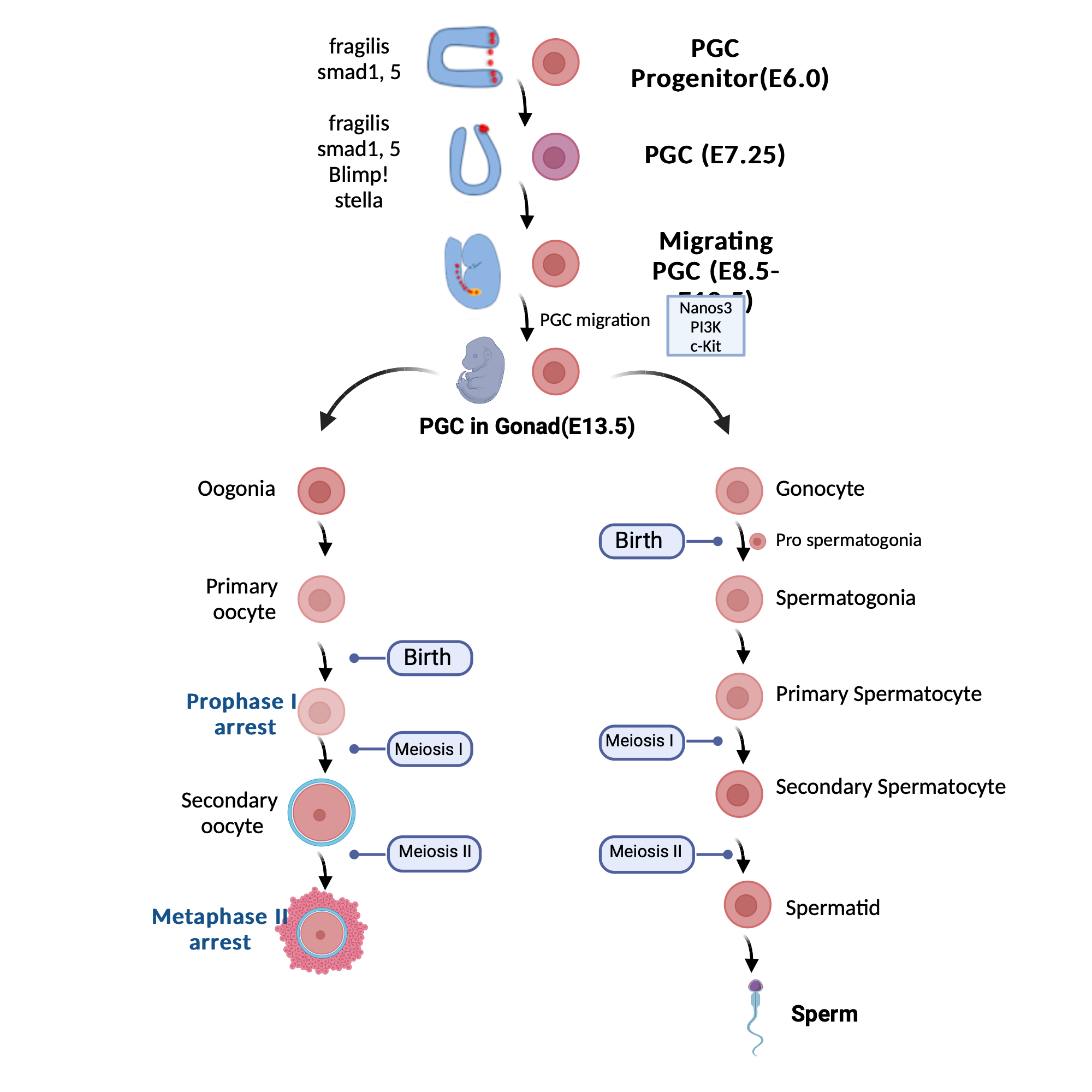 Germline Stem cell niche | BioRender Science Templates