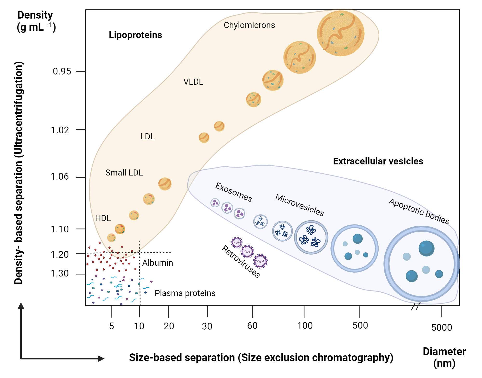 Size and density-based separation of extracellular vesicles from blood ...