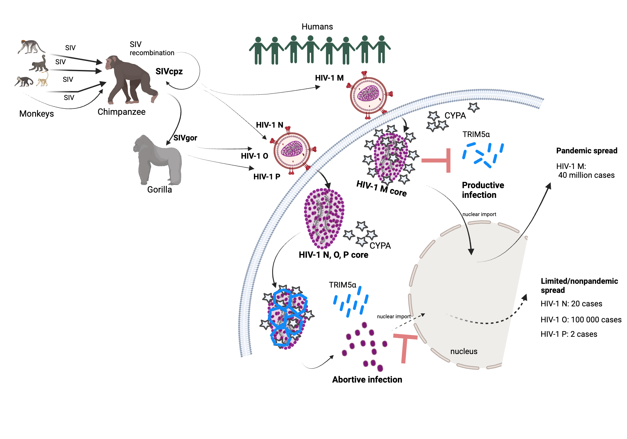 SIV journey to HIV TRIM5alpha halts some HIVs | BioRender Science Templates
